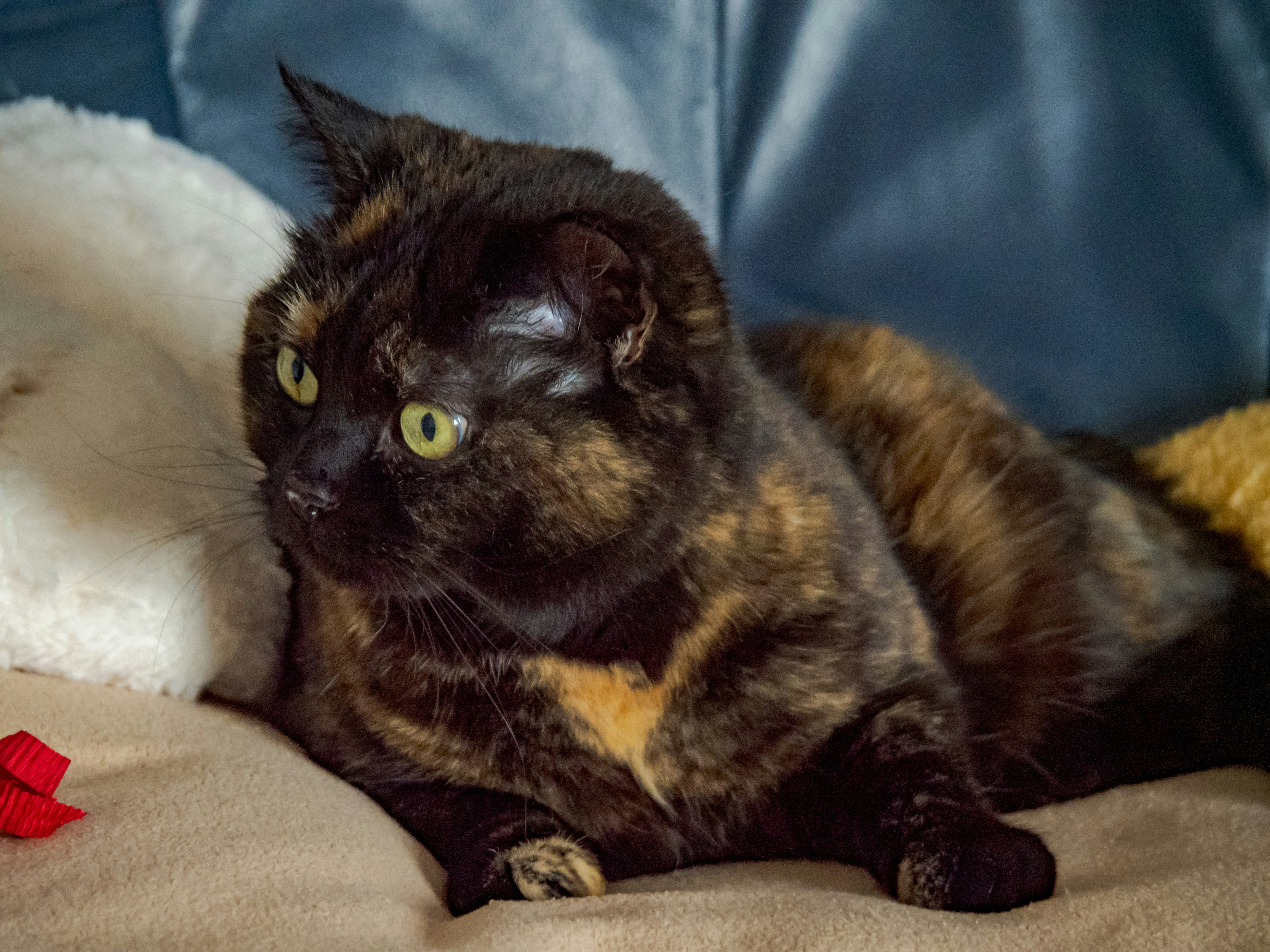 Quiet Watcher on a Plush Stage