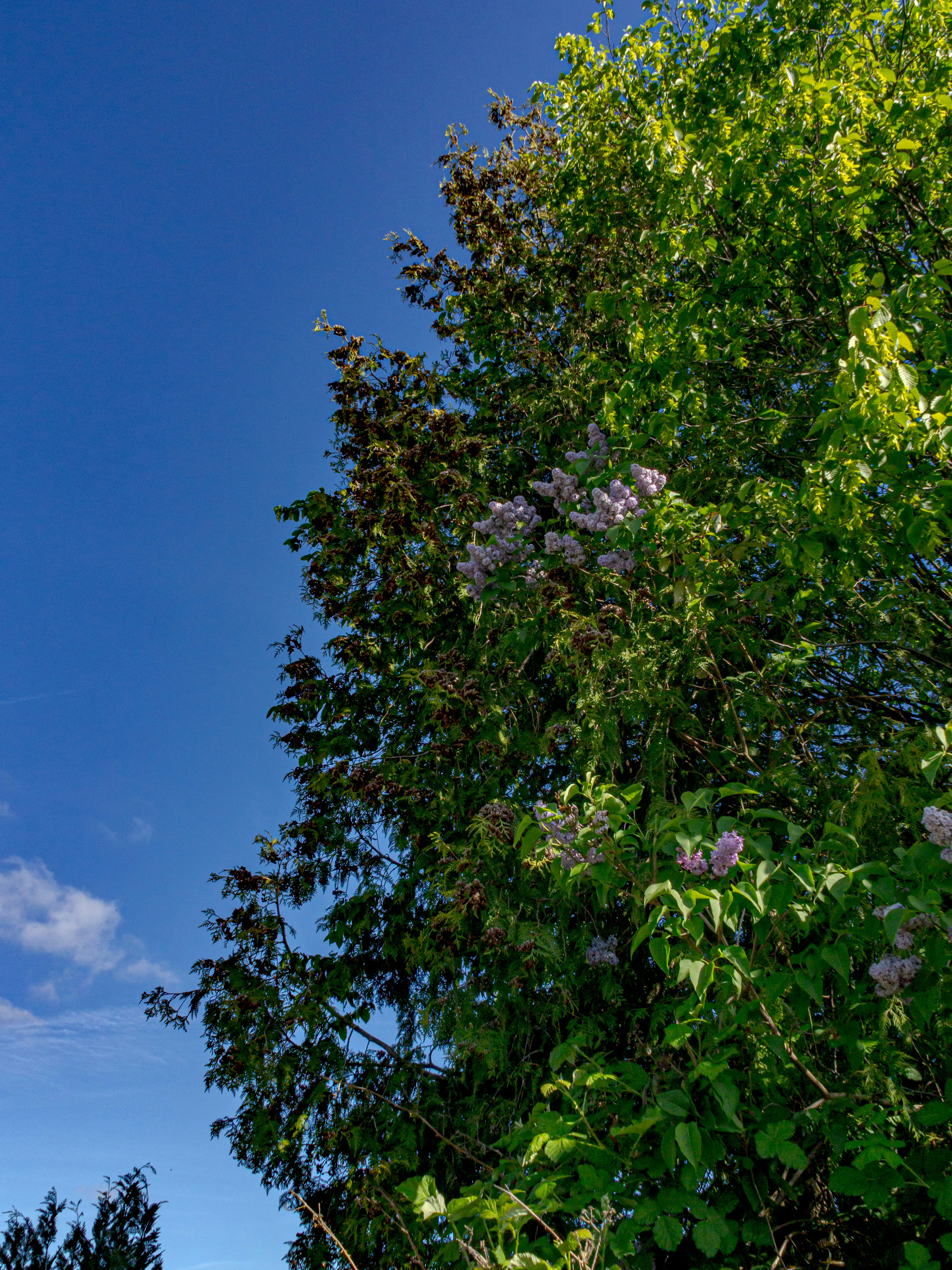Sunlit Green Canopy Reaching Toward a Clear Blue Sky