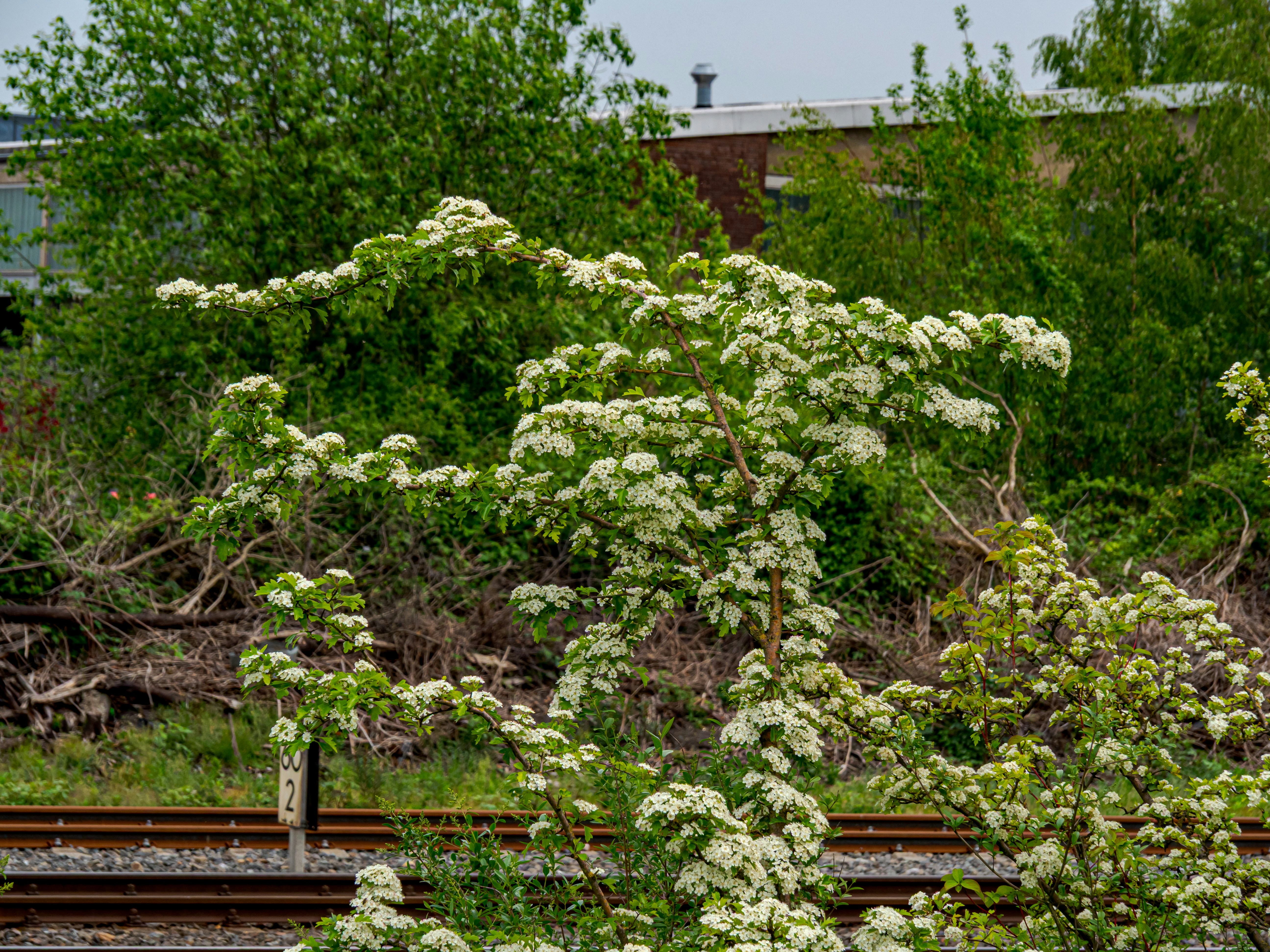 White-Flowered Shrub Corridor Above Rails Under Green Canopy