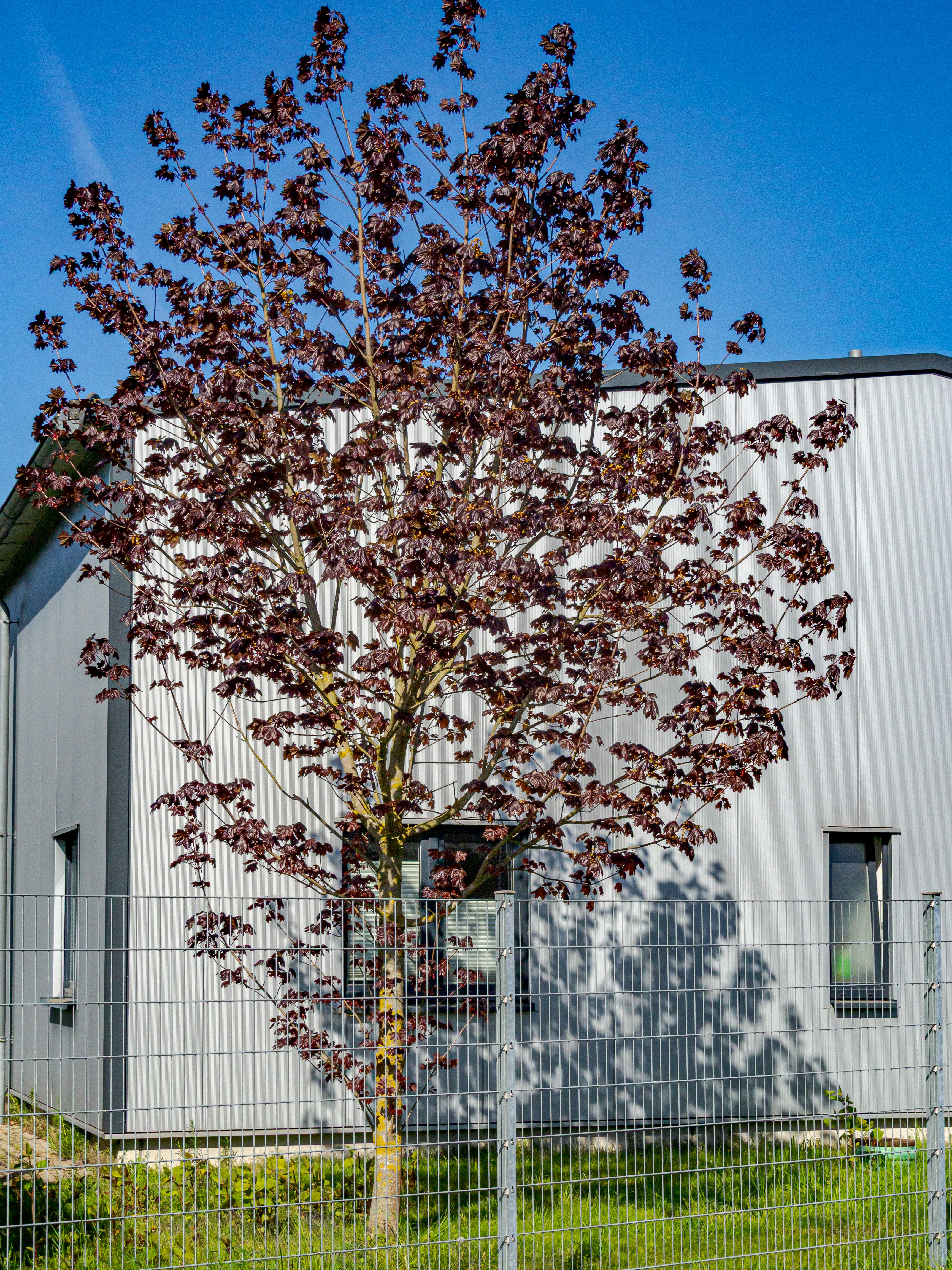 Urban Tree in Front of a Modern Facility