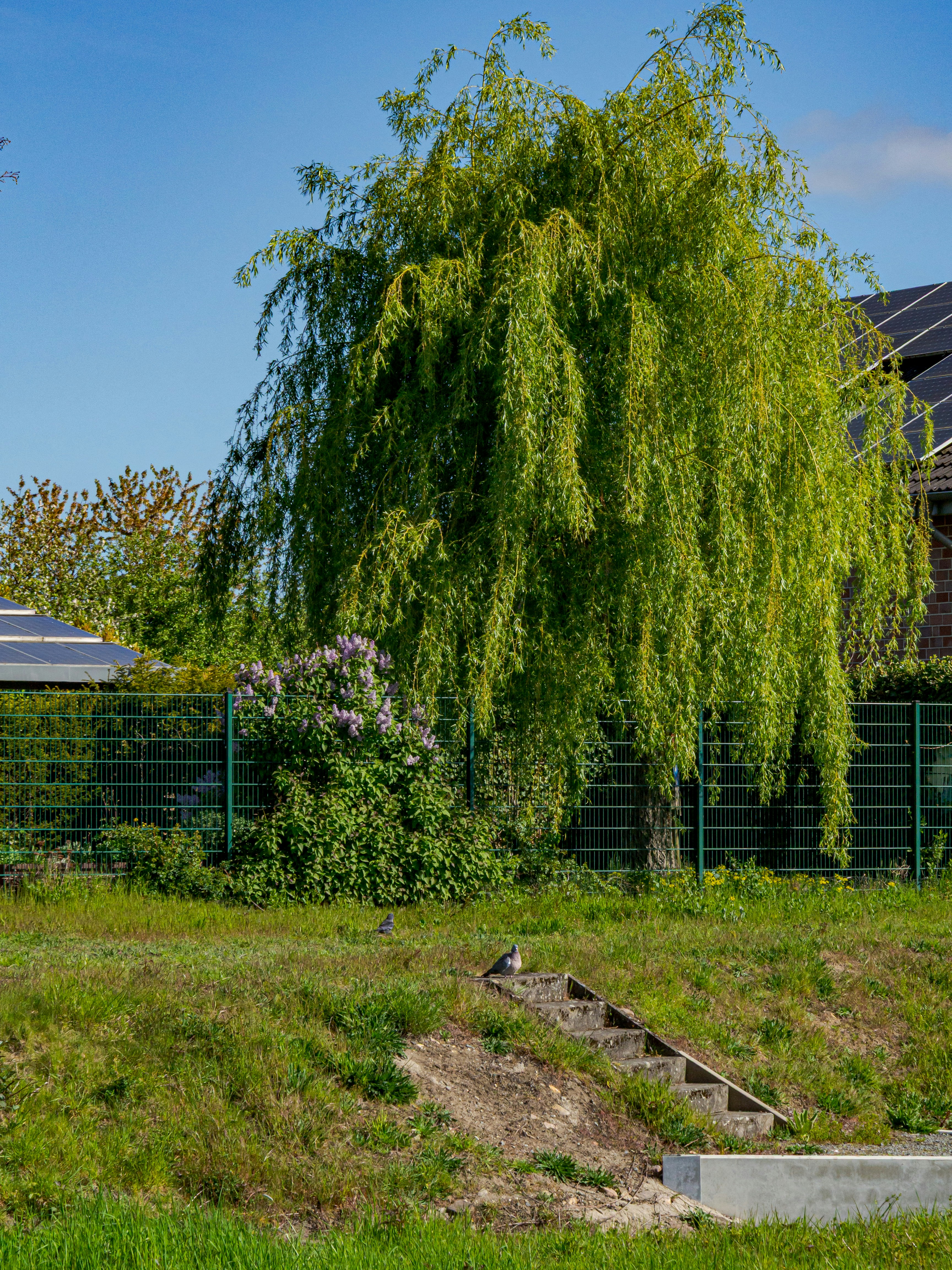 Green Curtain: Weeping Tree Overlooking a Quiet Garden