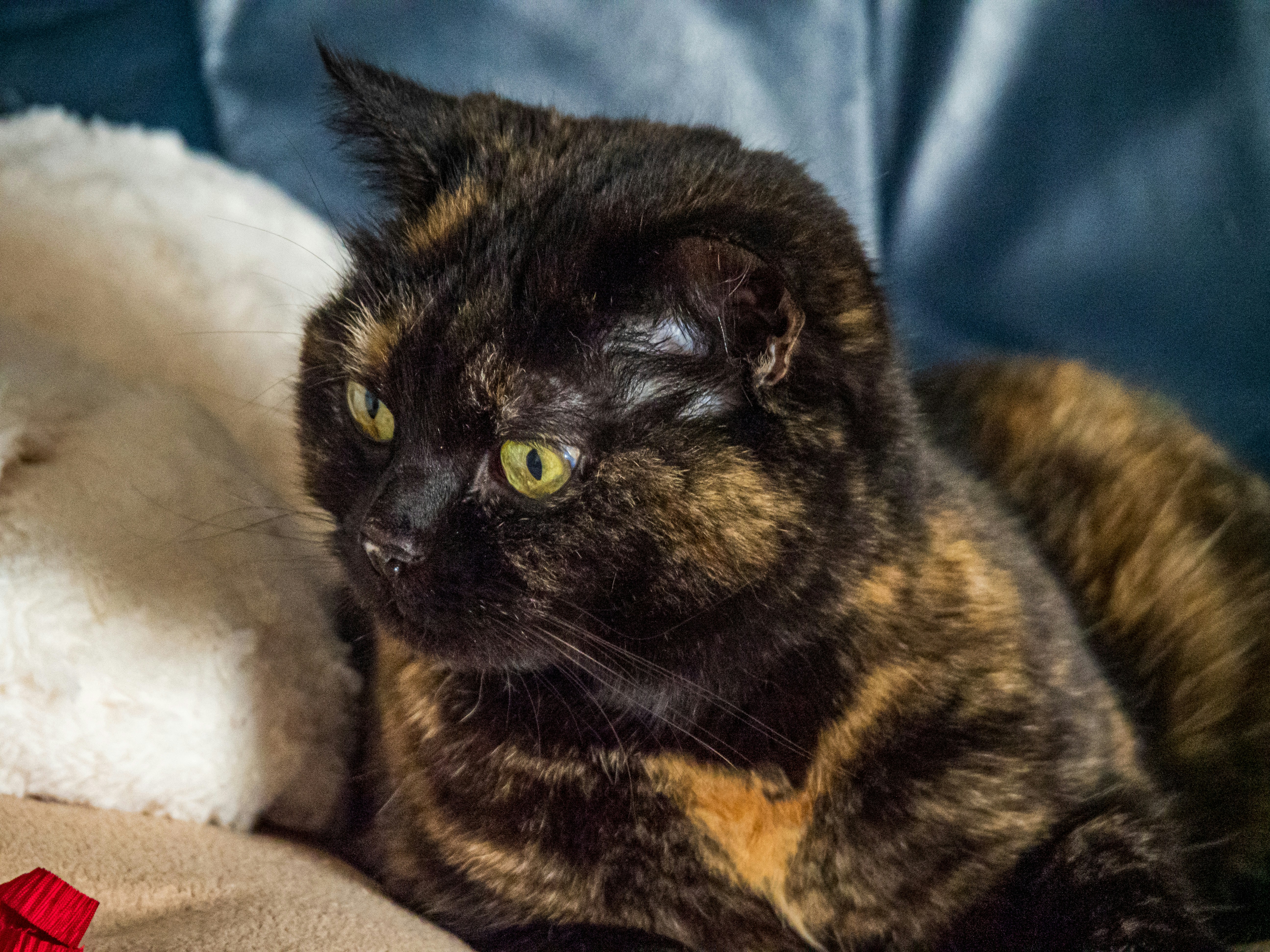 Amber-Gold Facets: A Tortie Cat Watches the Soft Blanket