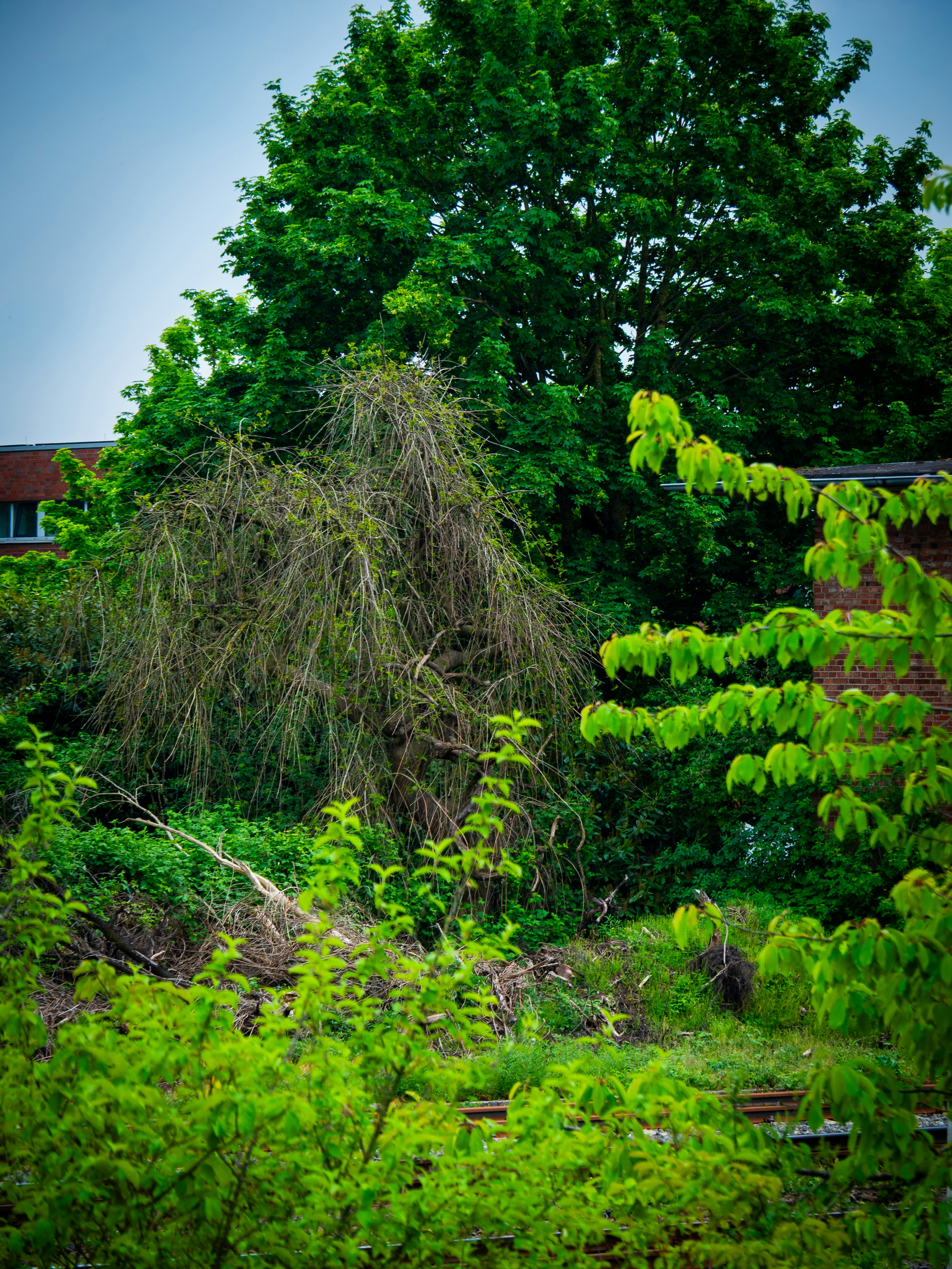 Vibrant Green Overgrowth with Distant Brick Wall