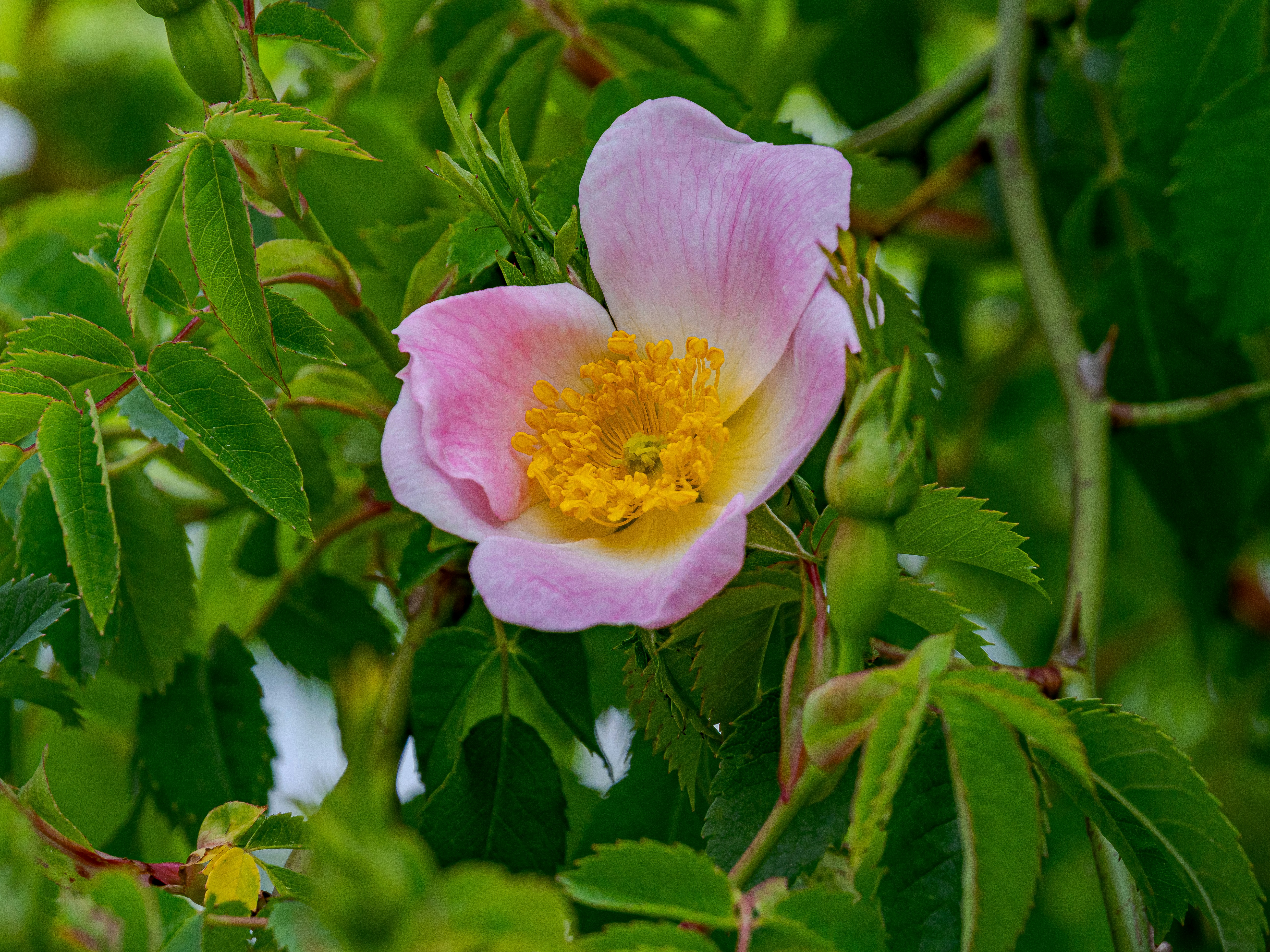 Pink petal bloom at the center of a verdant hedge