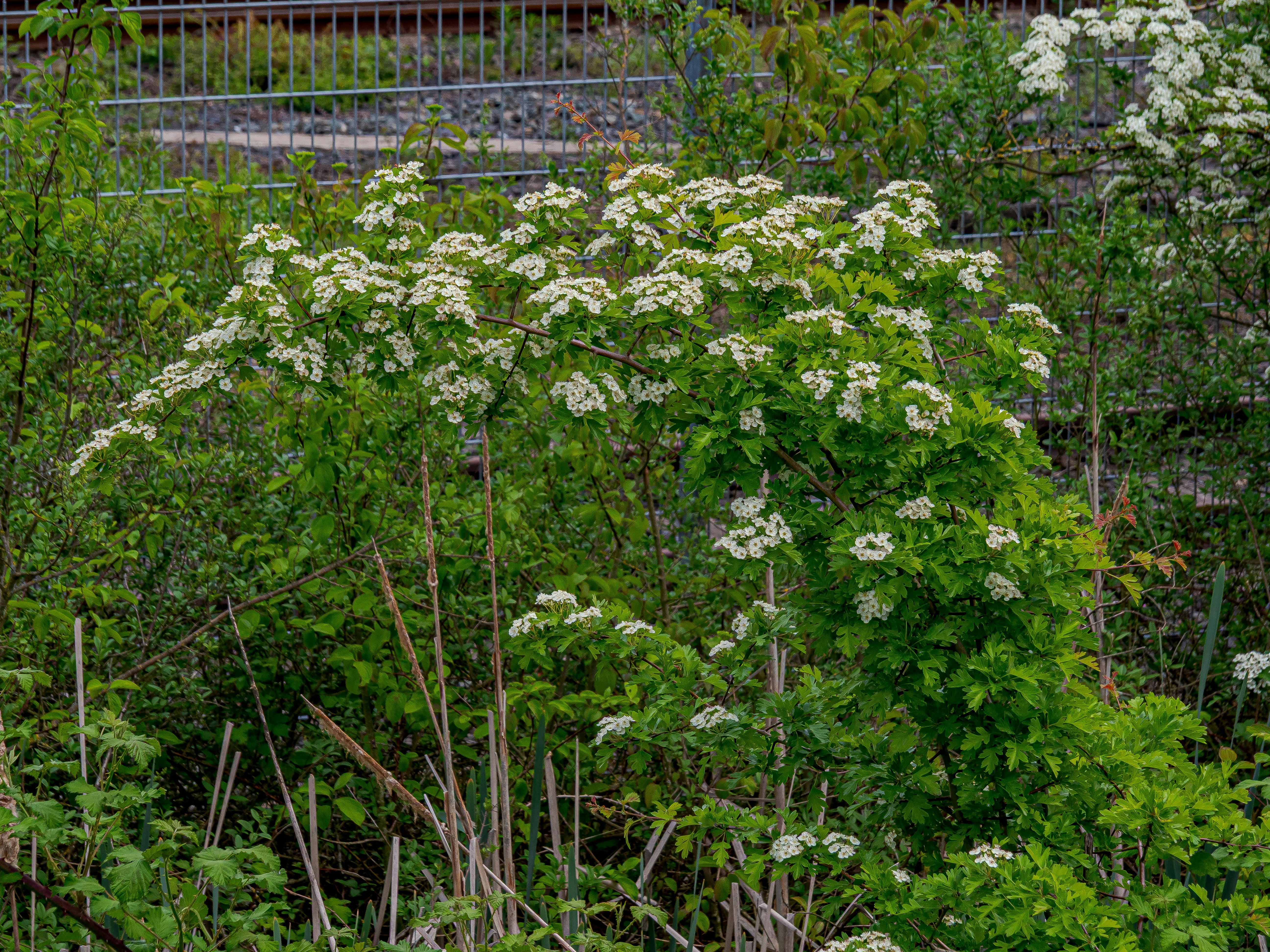 White-Flowering Archway: Greenery and Fence Frames a Garden Companion