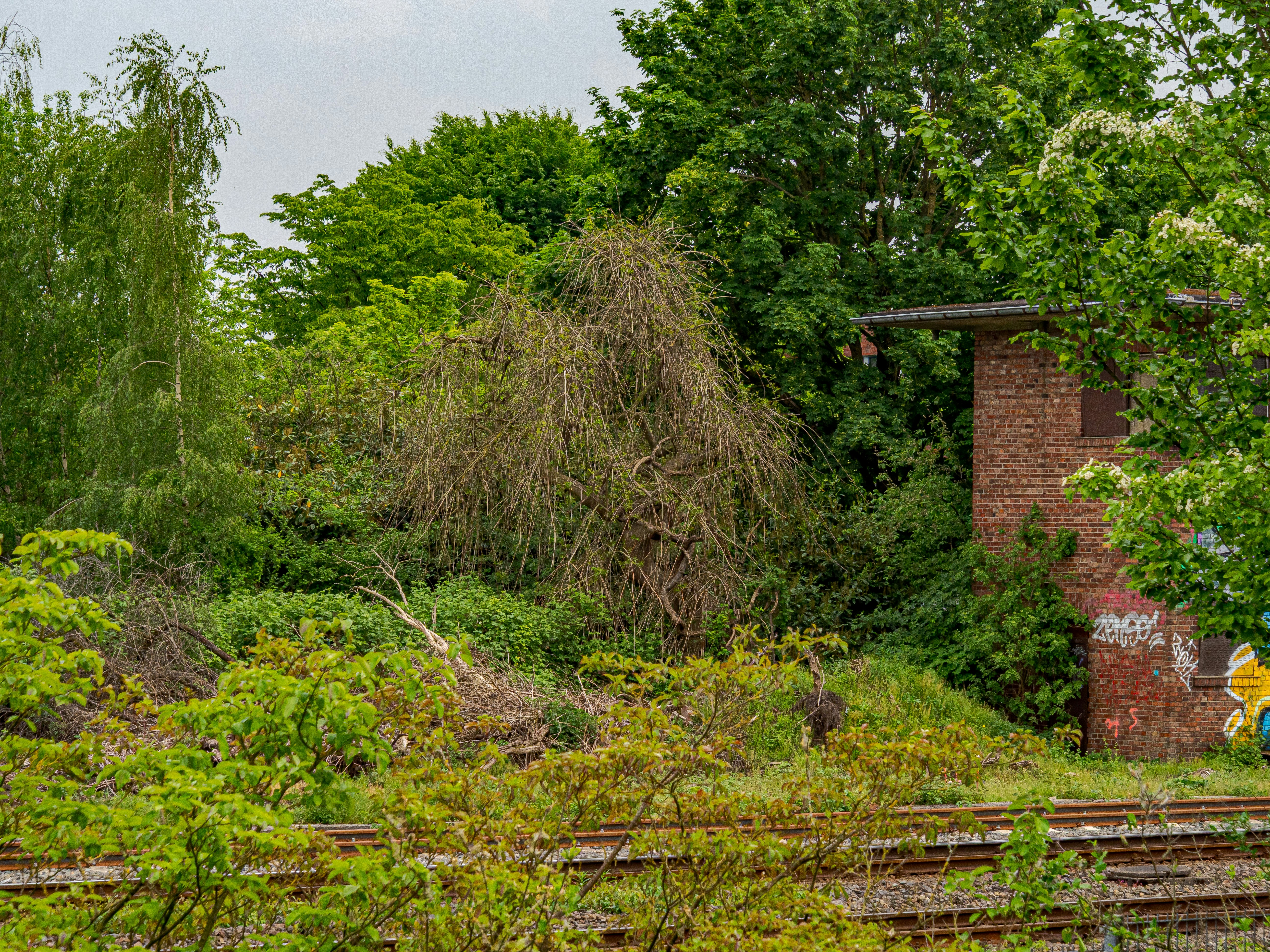 Overgrown Railside with Hidden Structure