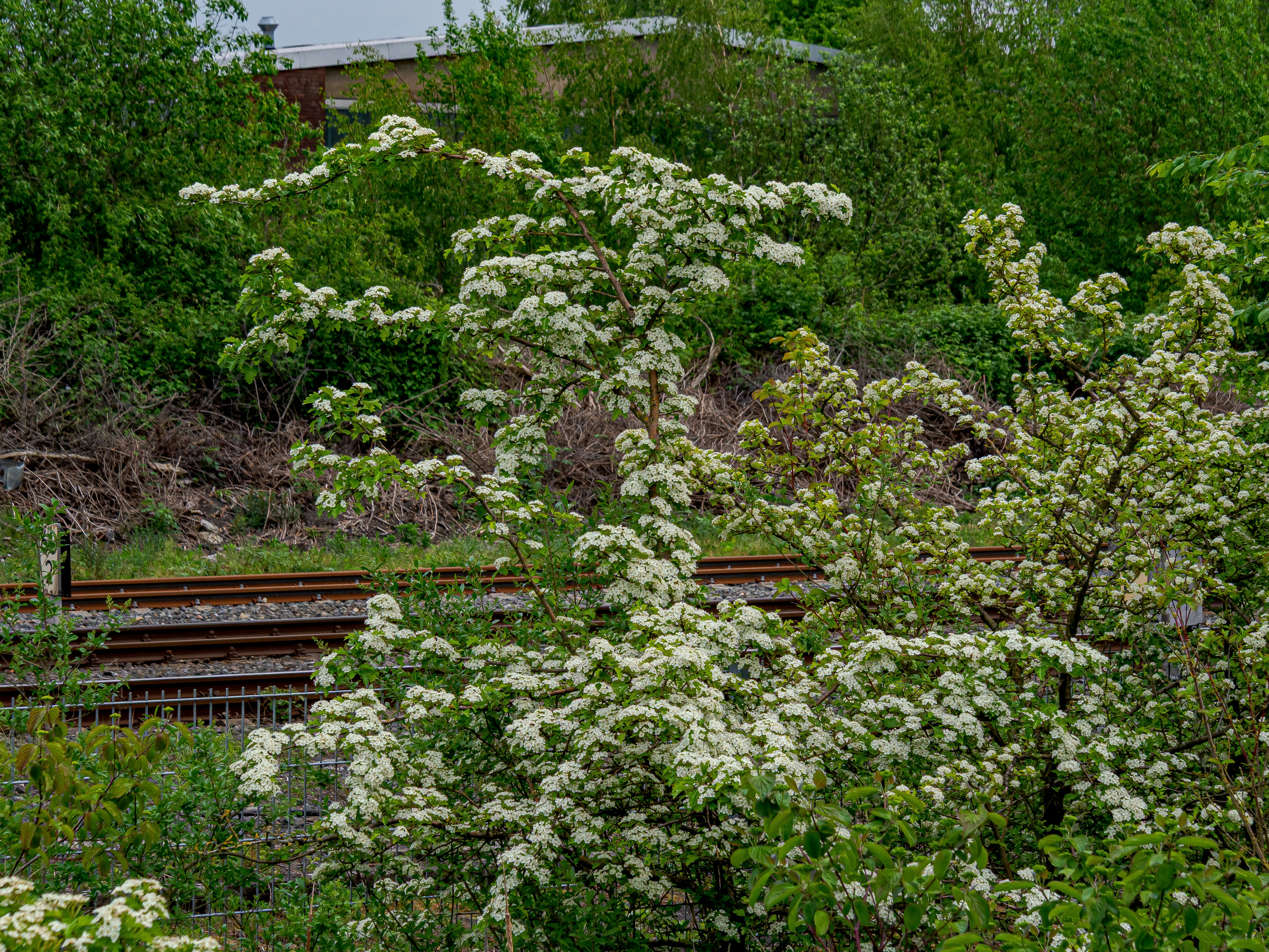 White-flowered shrubbers by rusted rail