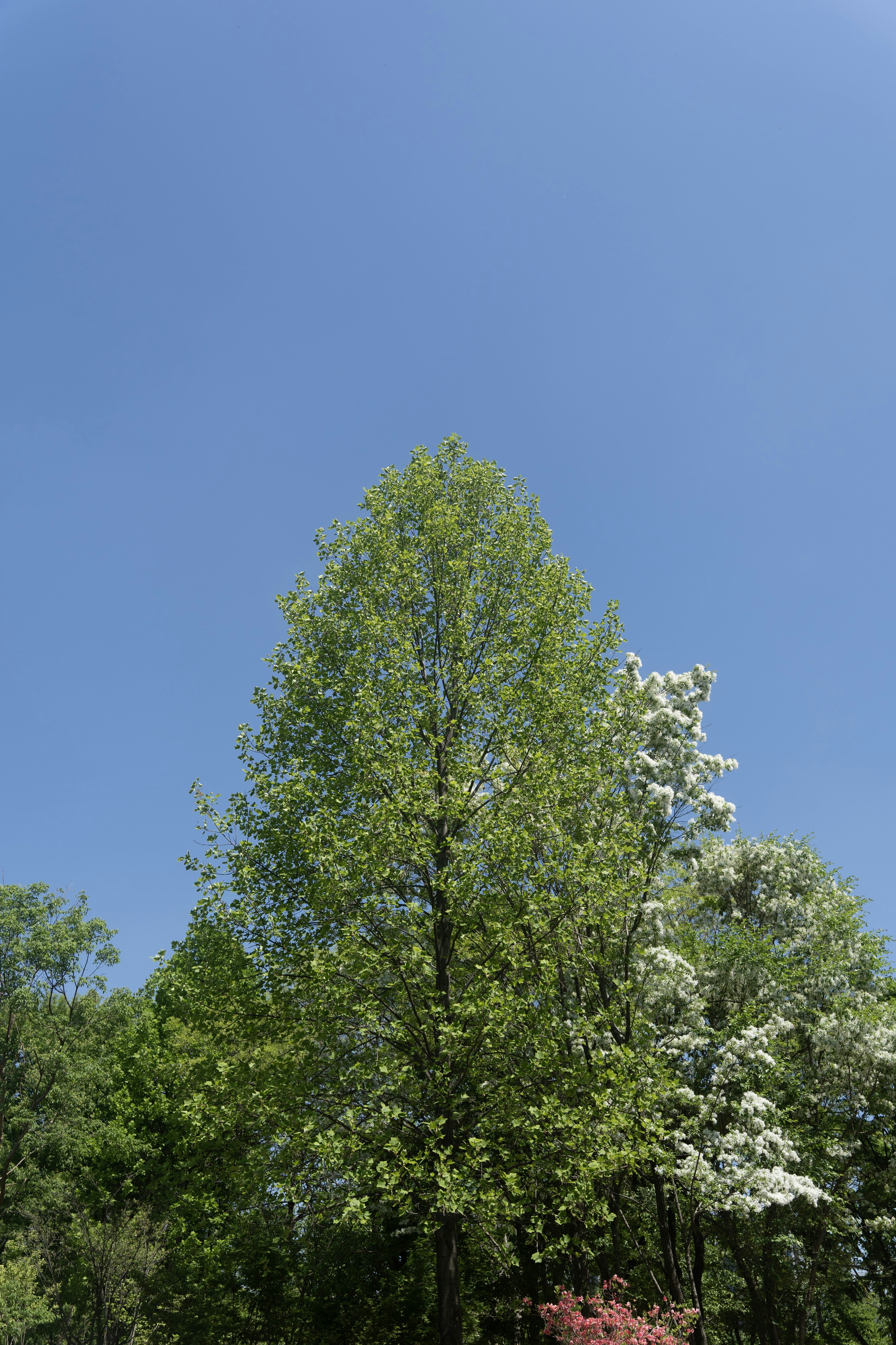 Emerald Canopy Against A Clear Sky