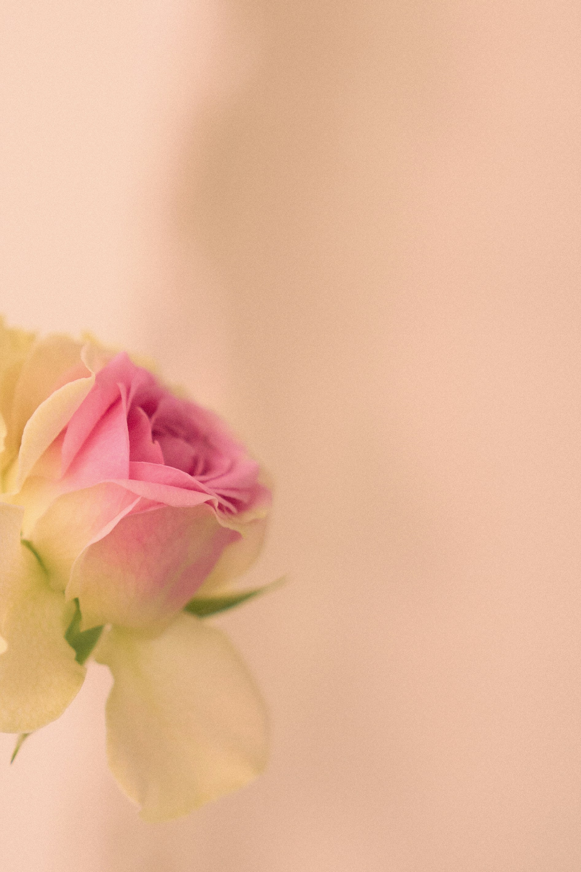 Soft Petal Spotlight