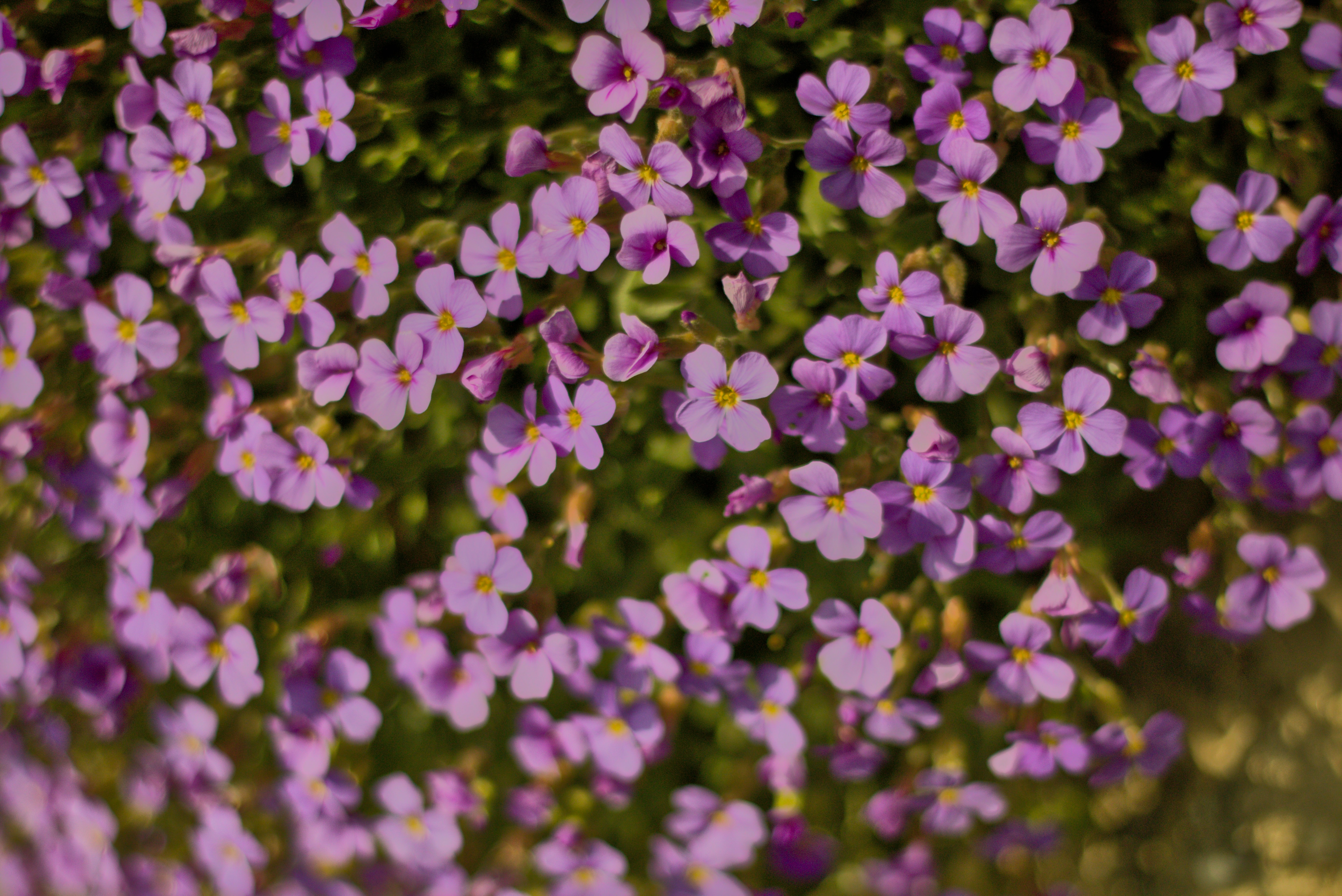 Lavender Mosaic: a field of violet blooms in soft morning light