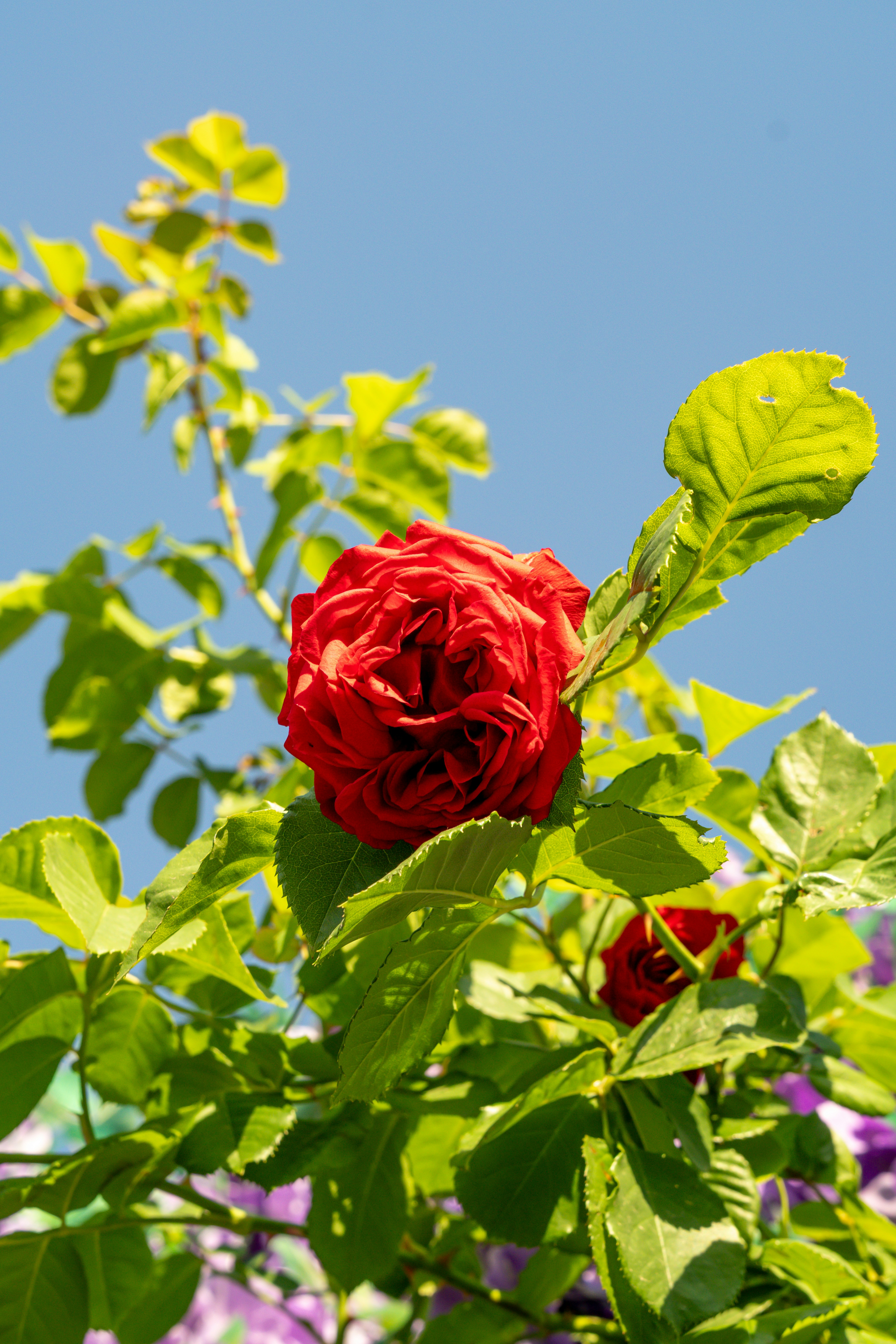 Scarlet Rose Reaching Toward a Summer Sky