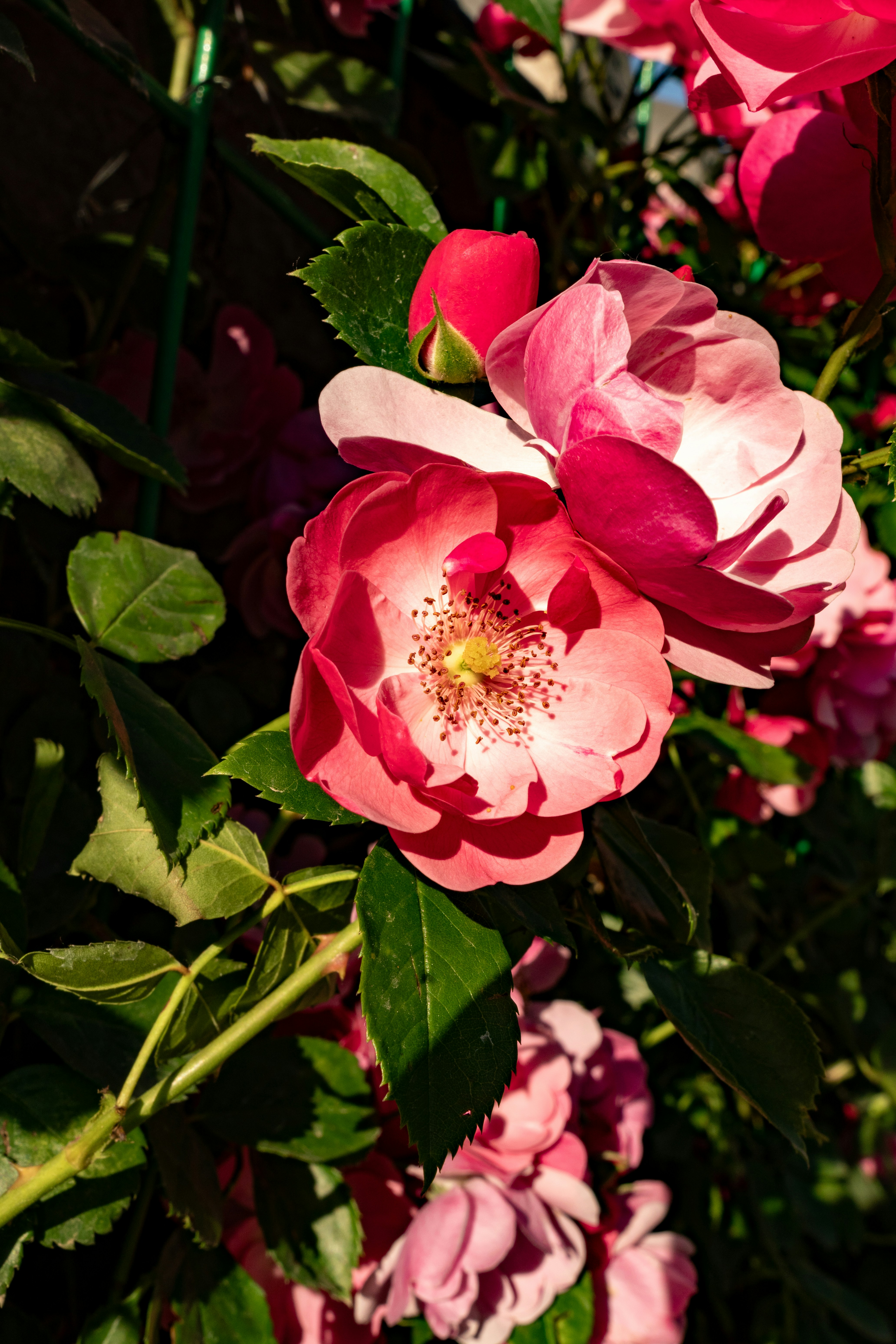 Pink Rose Bloom in Dappled Spring Sunlight