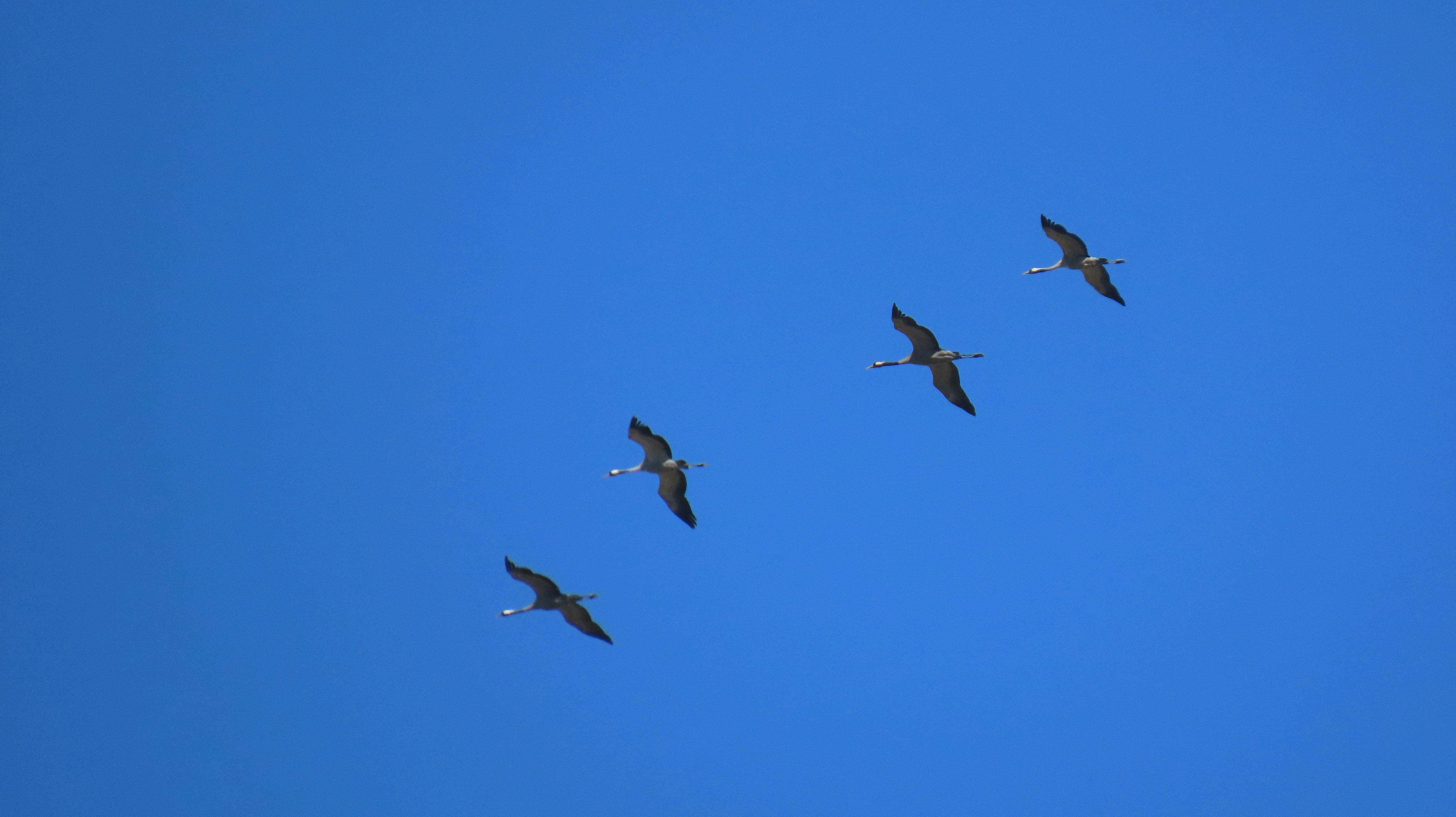 V-form Beneath a Clear Blue: Quartet of Birds in Flight