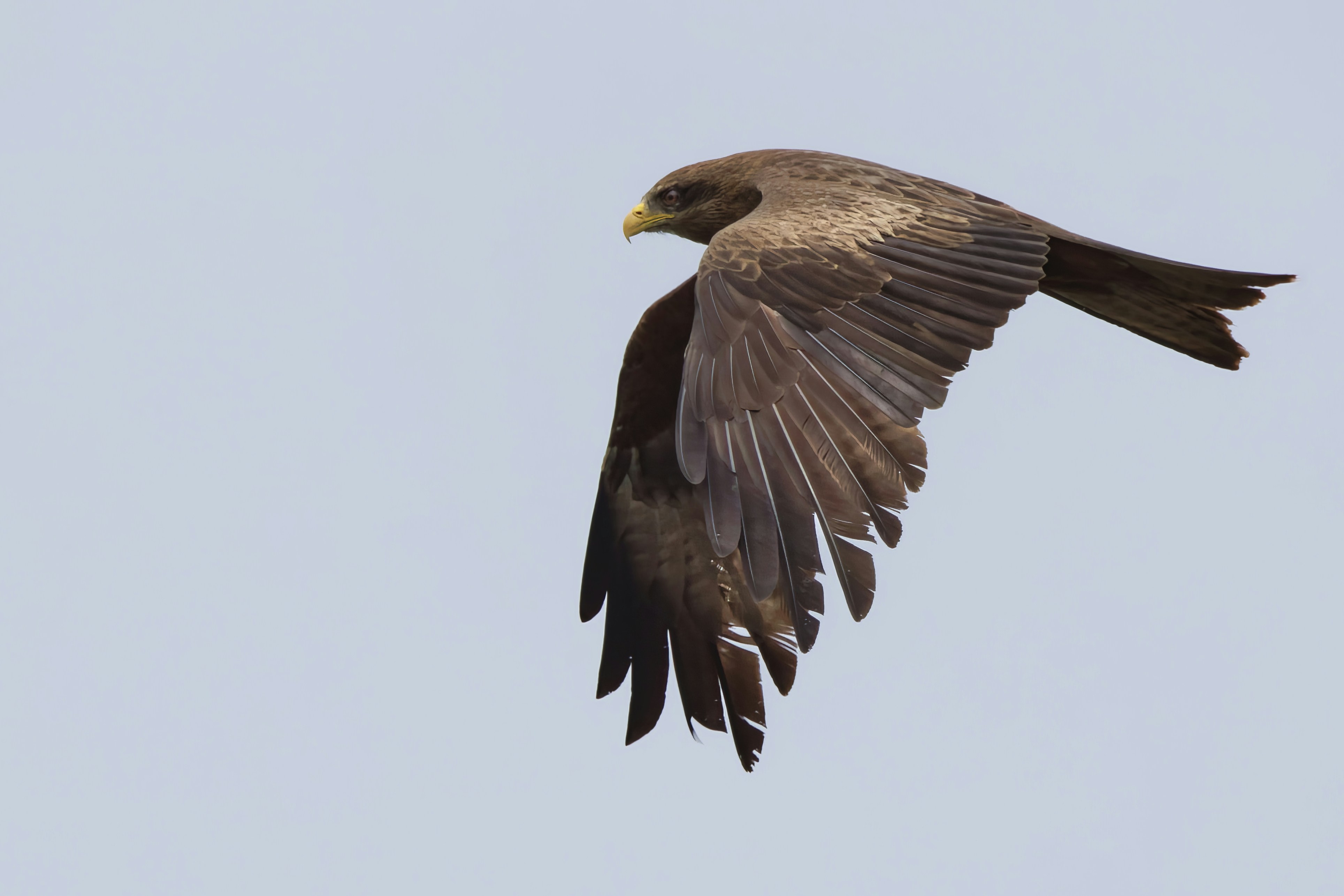 Golden-winged Soarer: a raptor in late afternoon light
