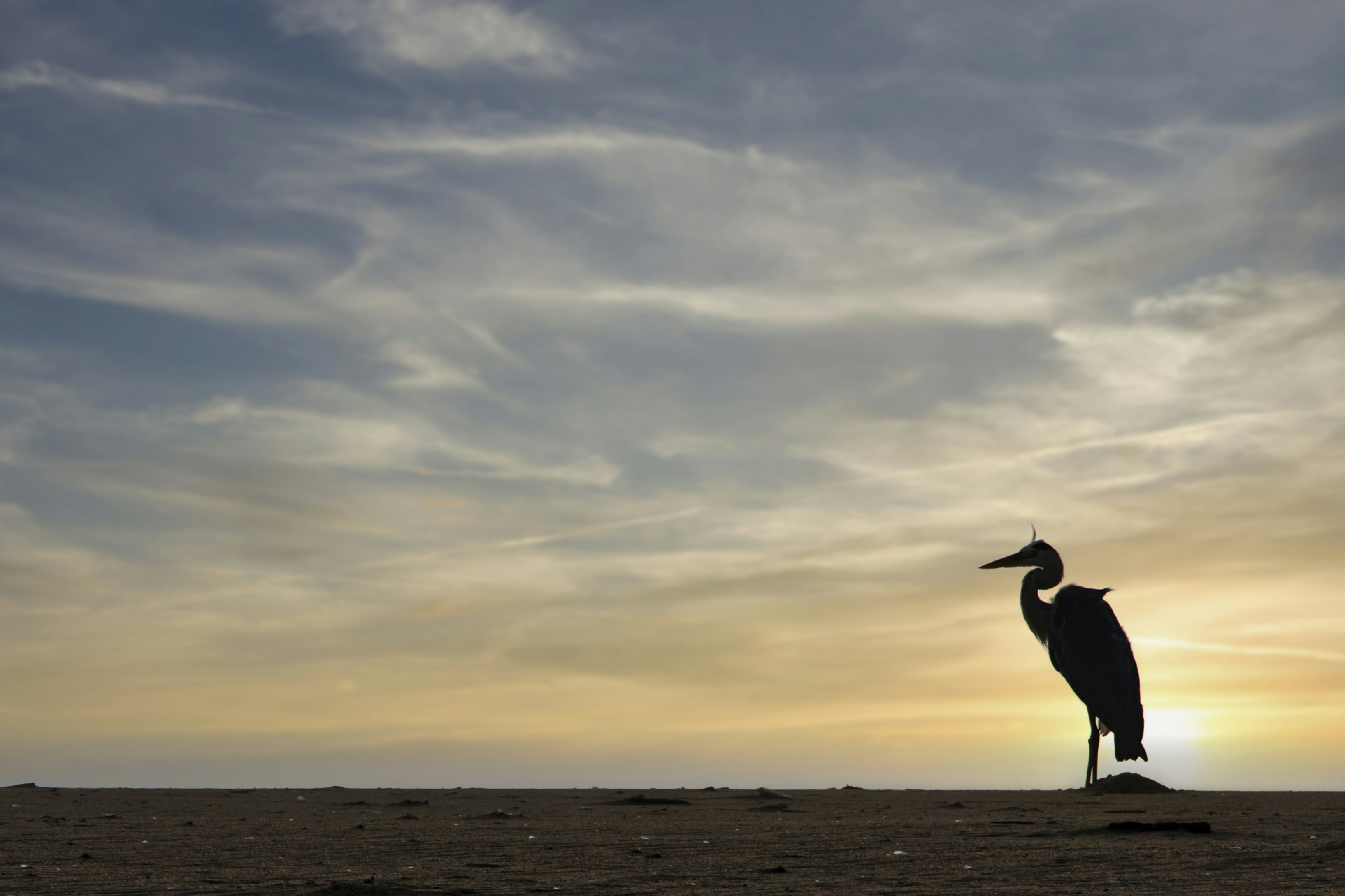 Sunset Heron: silhouette of a solitary bird on the shoreline