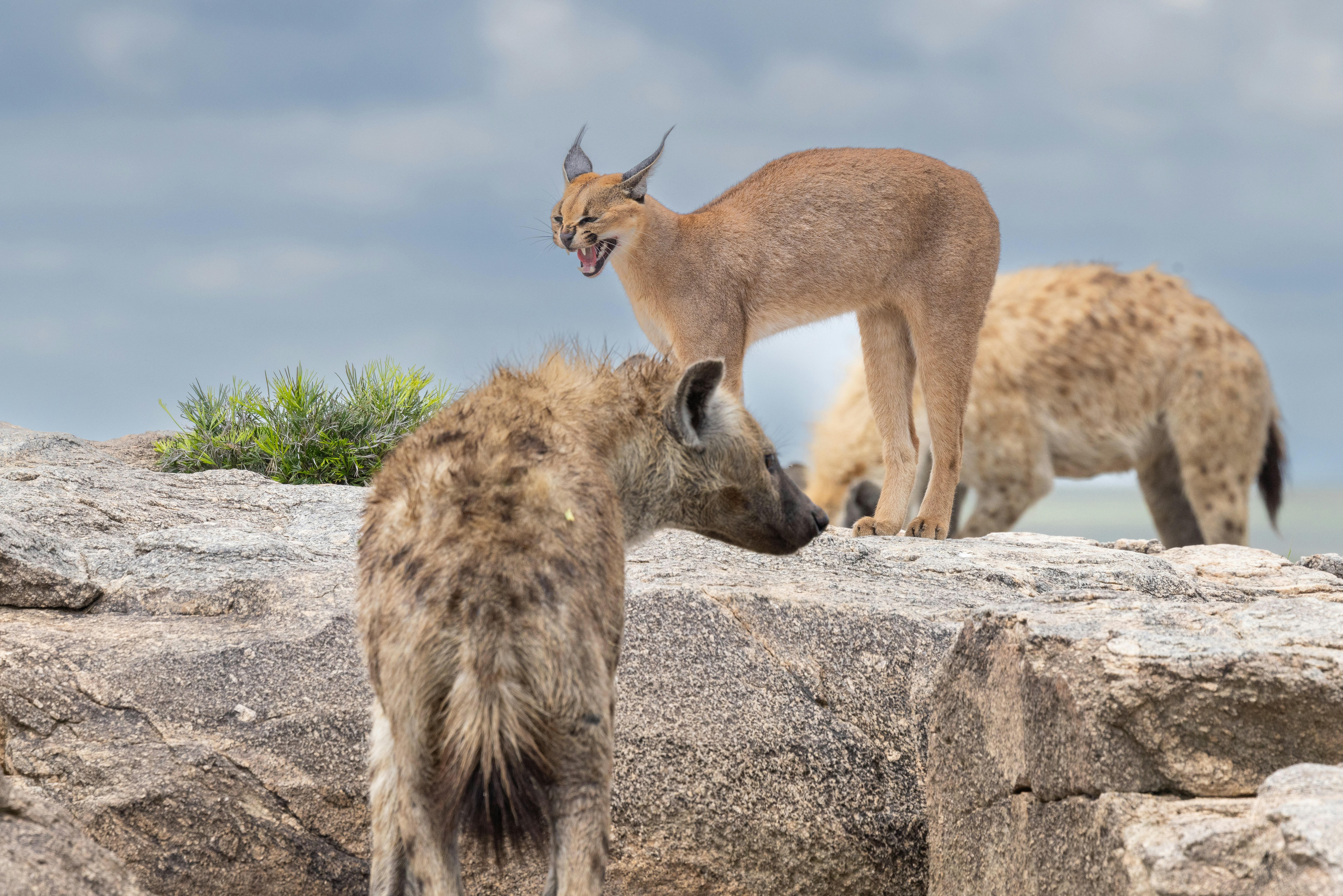Lions on the Ledge: A Curious Face-to-Face at Sea Rocks