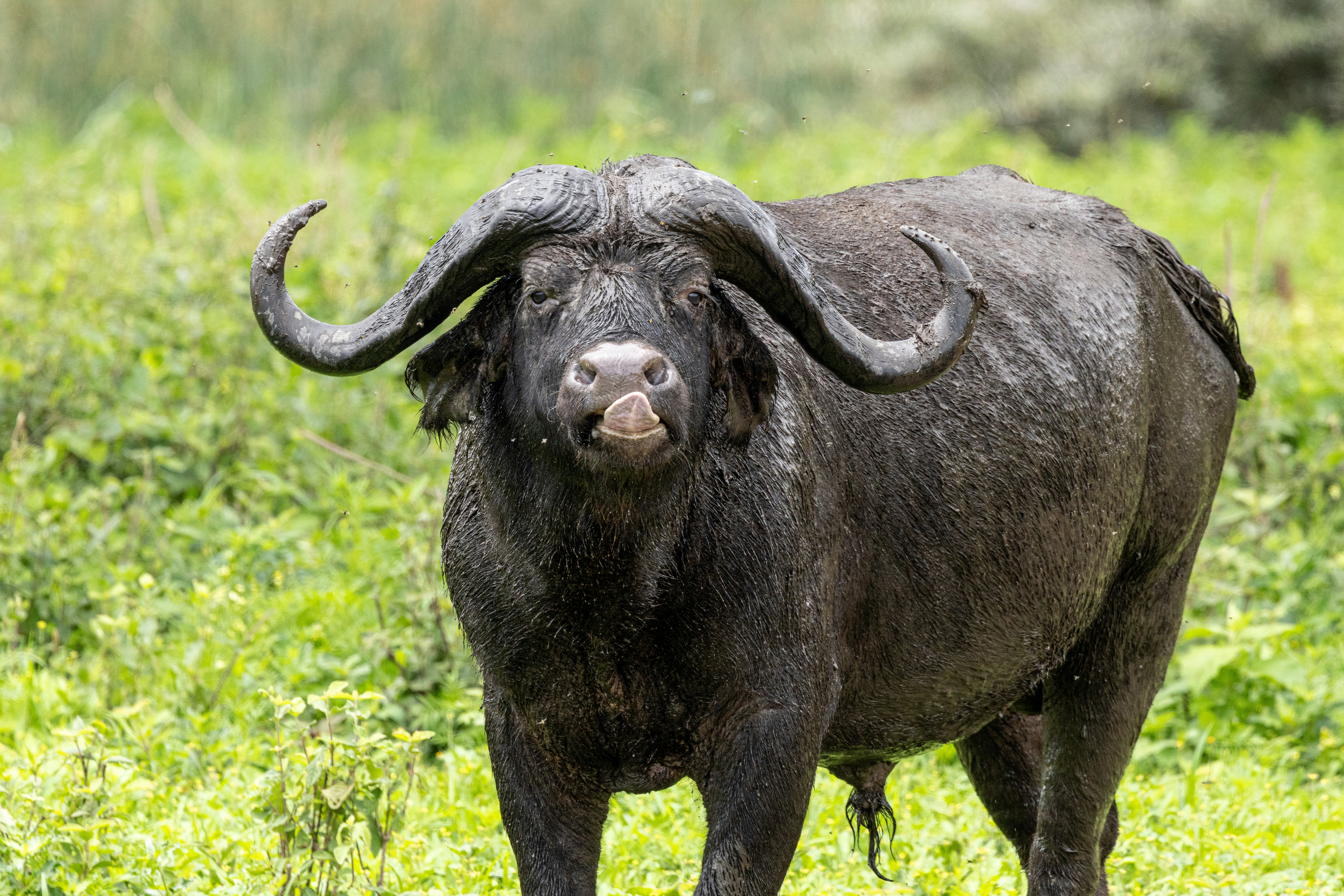 Wild Buffalo Stance Amid Green Meadow