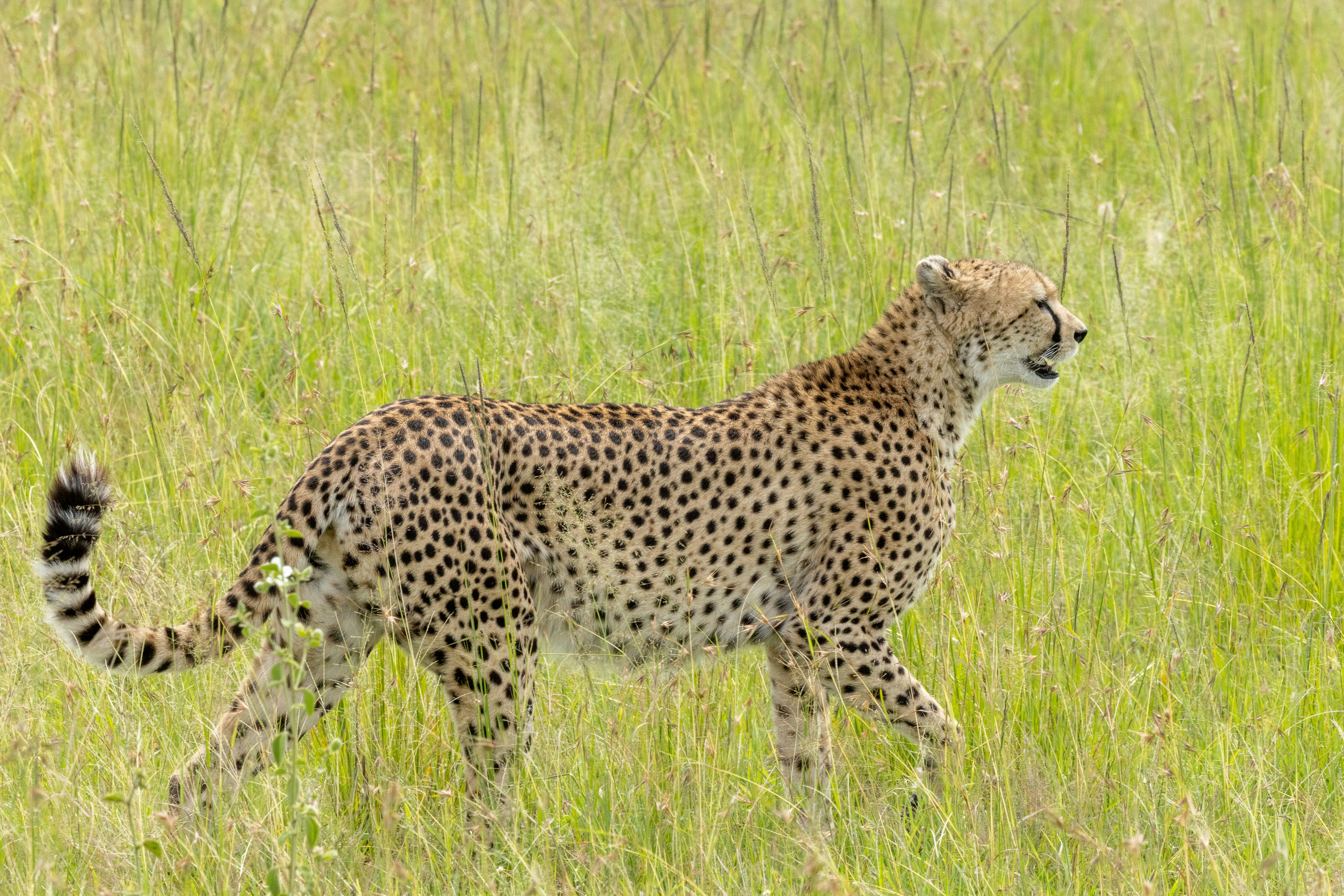 Cheetah in Grassland: Expedition of a Lithe Hunter