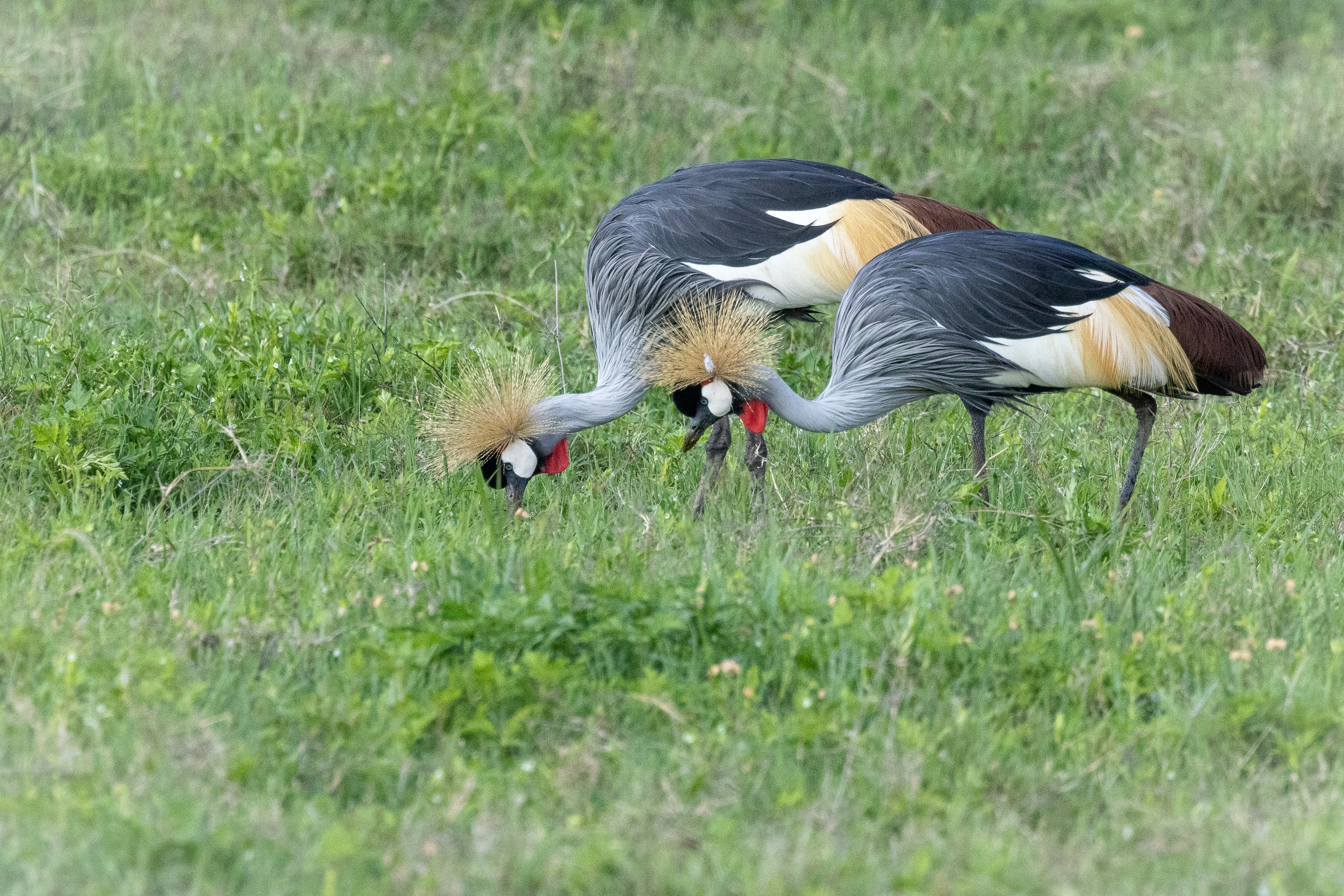Pair of Crowned Cranes Nuzzling in a Sunlit Field