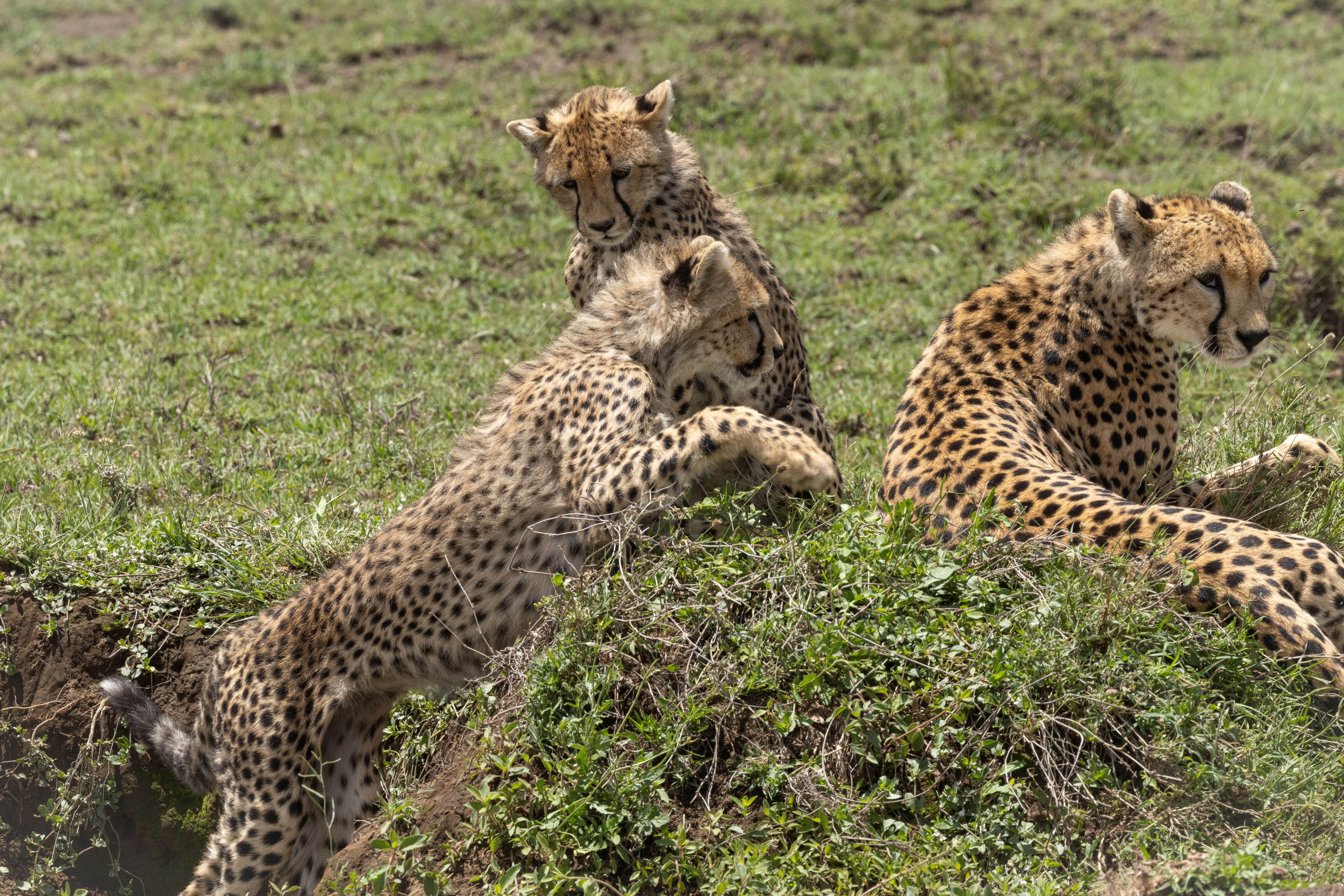 Three cheetahs pause on a grassy mound as two scan the horizon