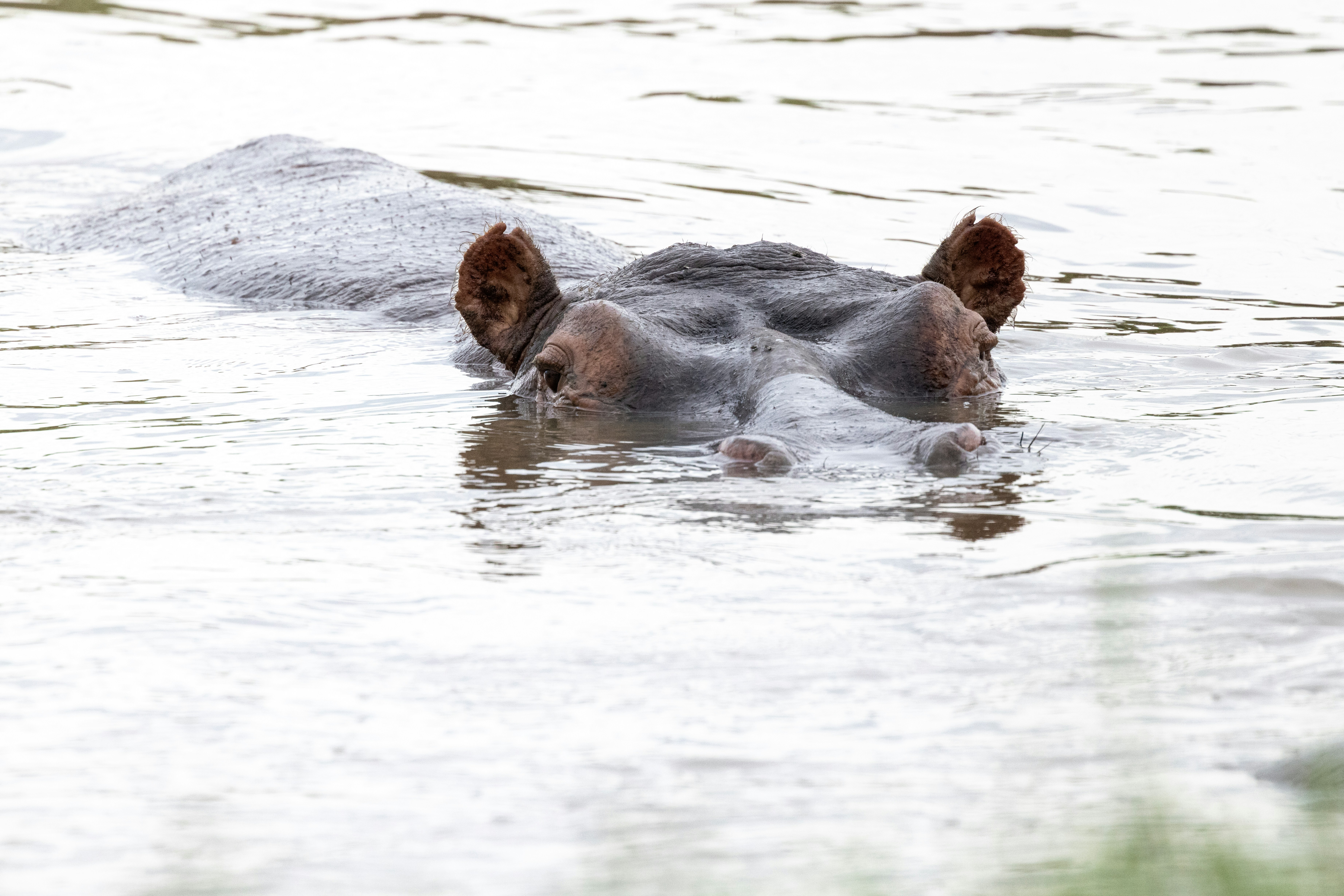 Low-Surfaced Gaze: Hippo Emerging in Tranquil Water