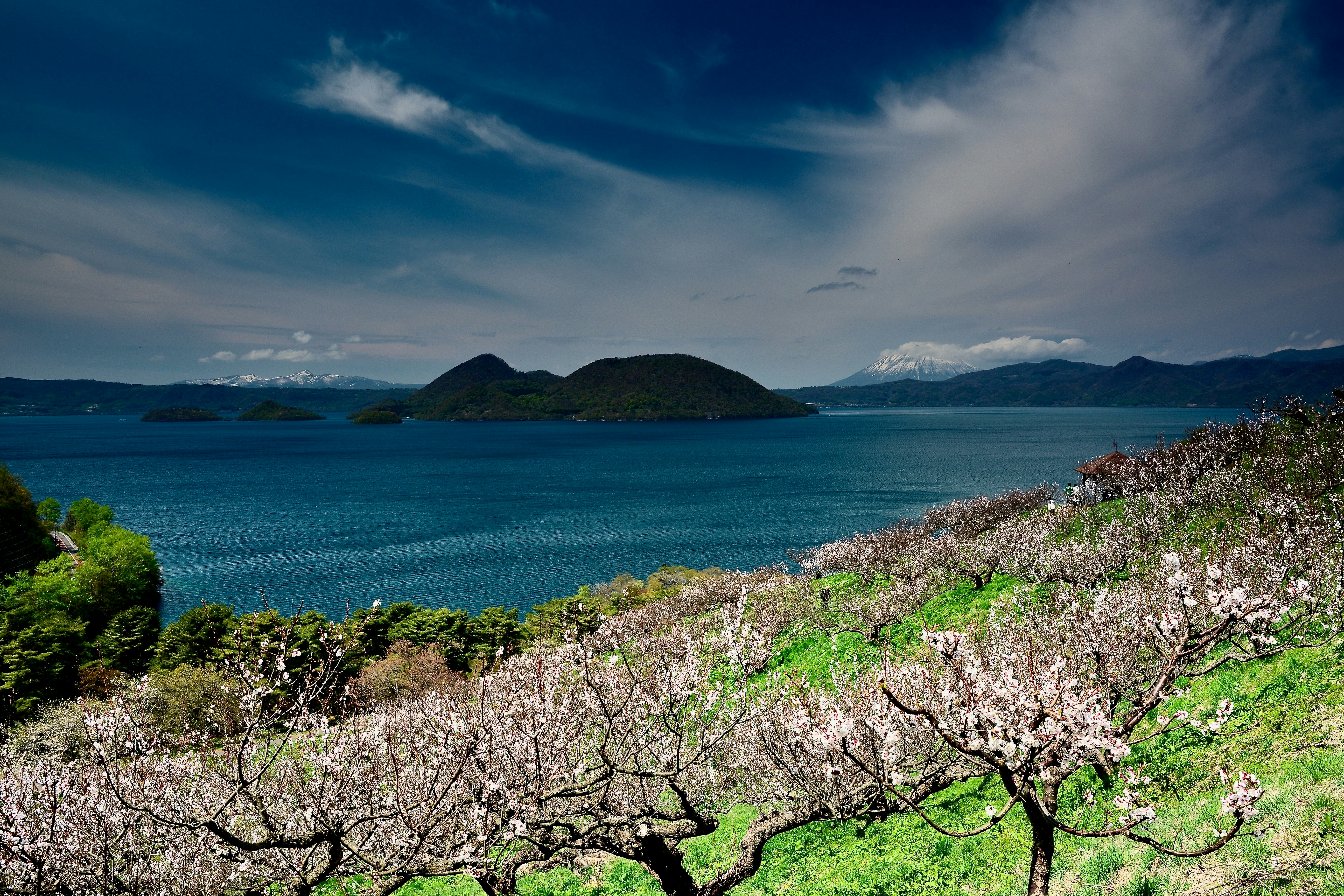Blossoms at the Shoreline: A Sea-Blue Panorama