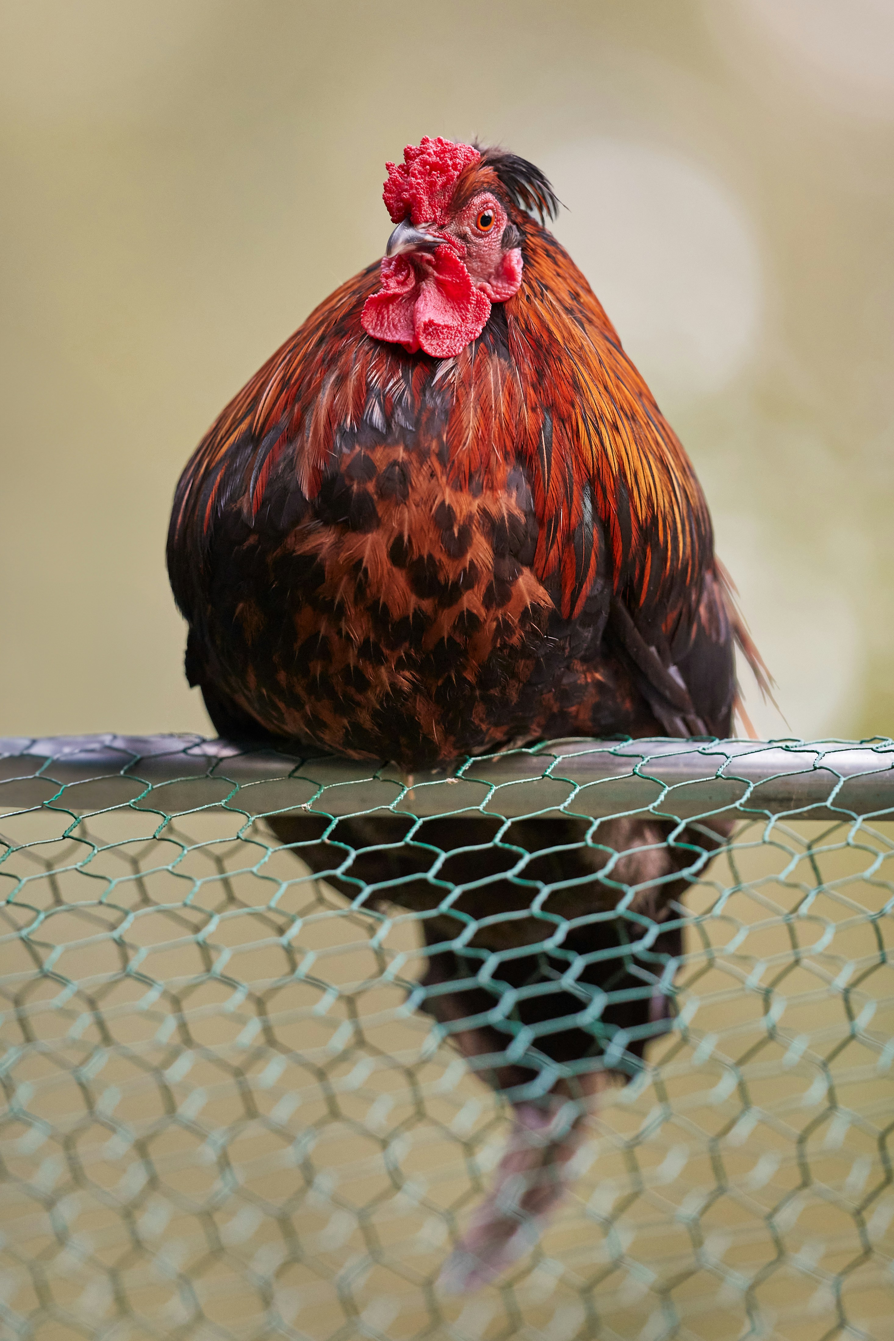 Rouge Crest on the Wire: A Portrait of a Rooster Peering from the Perimeter