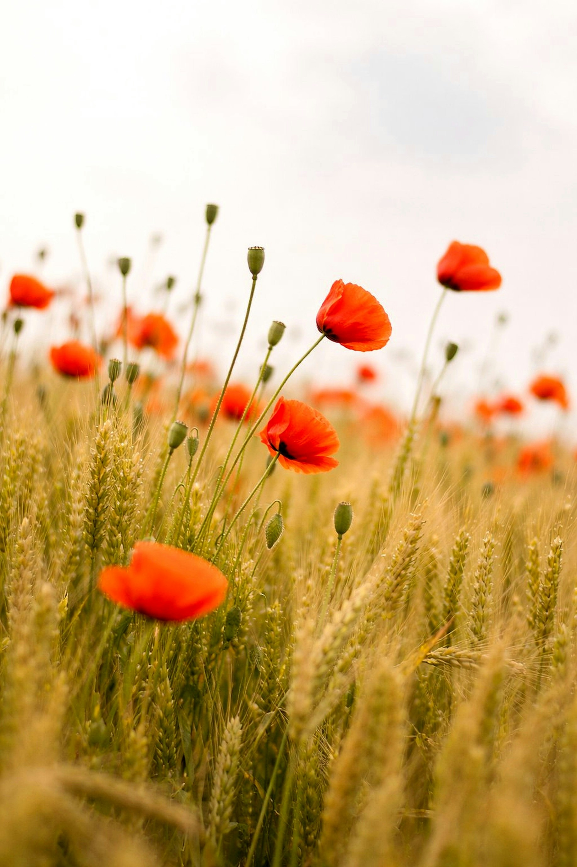 Scarlet Blooms in a Field of Gold