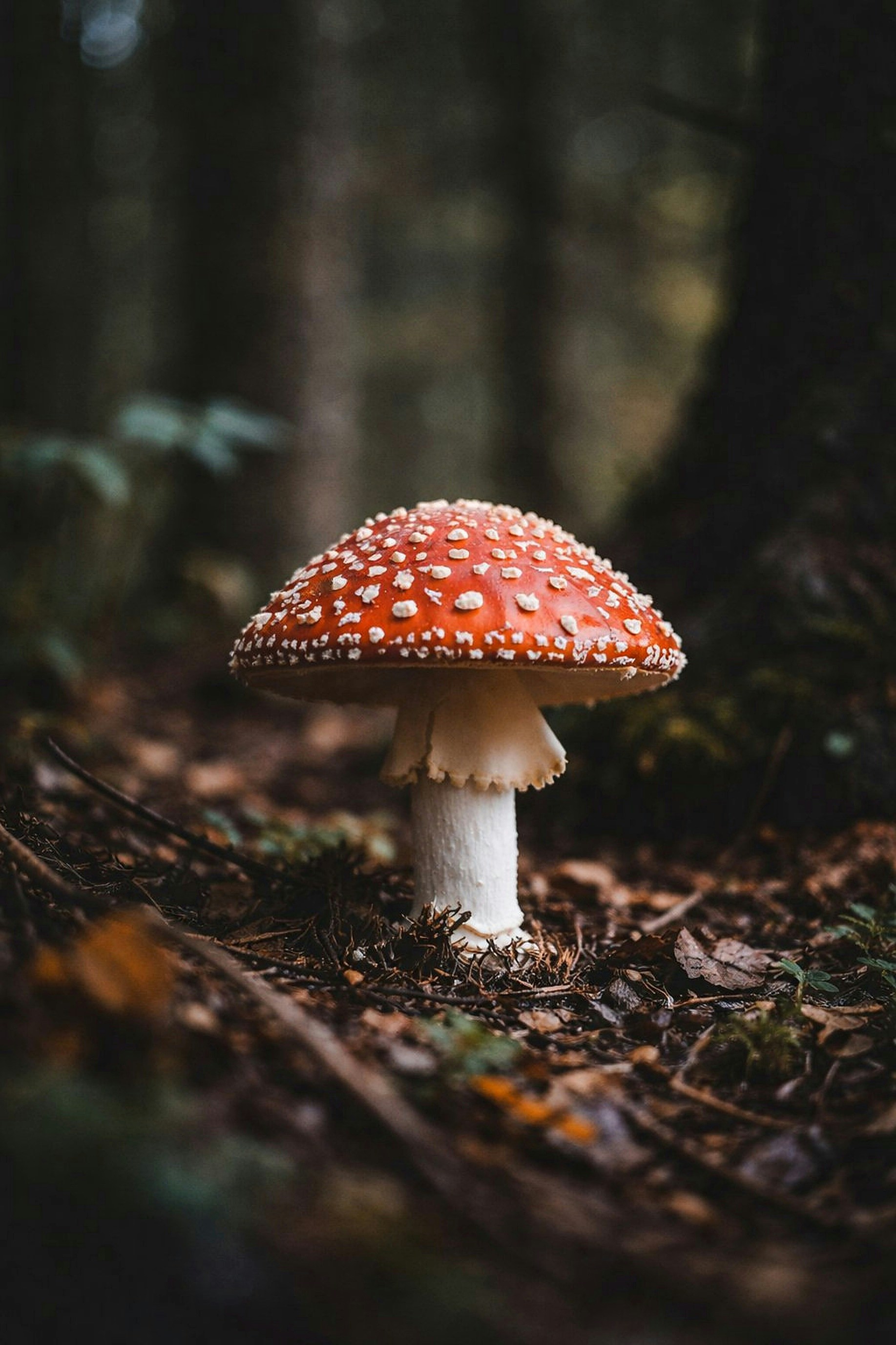 Red Mushroom Sentinel in a Quiet Forest Floor