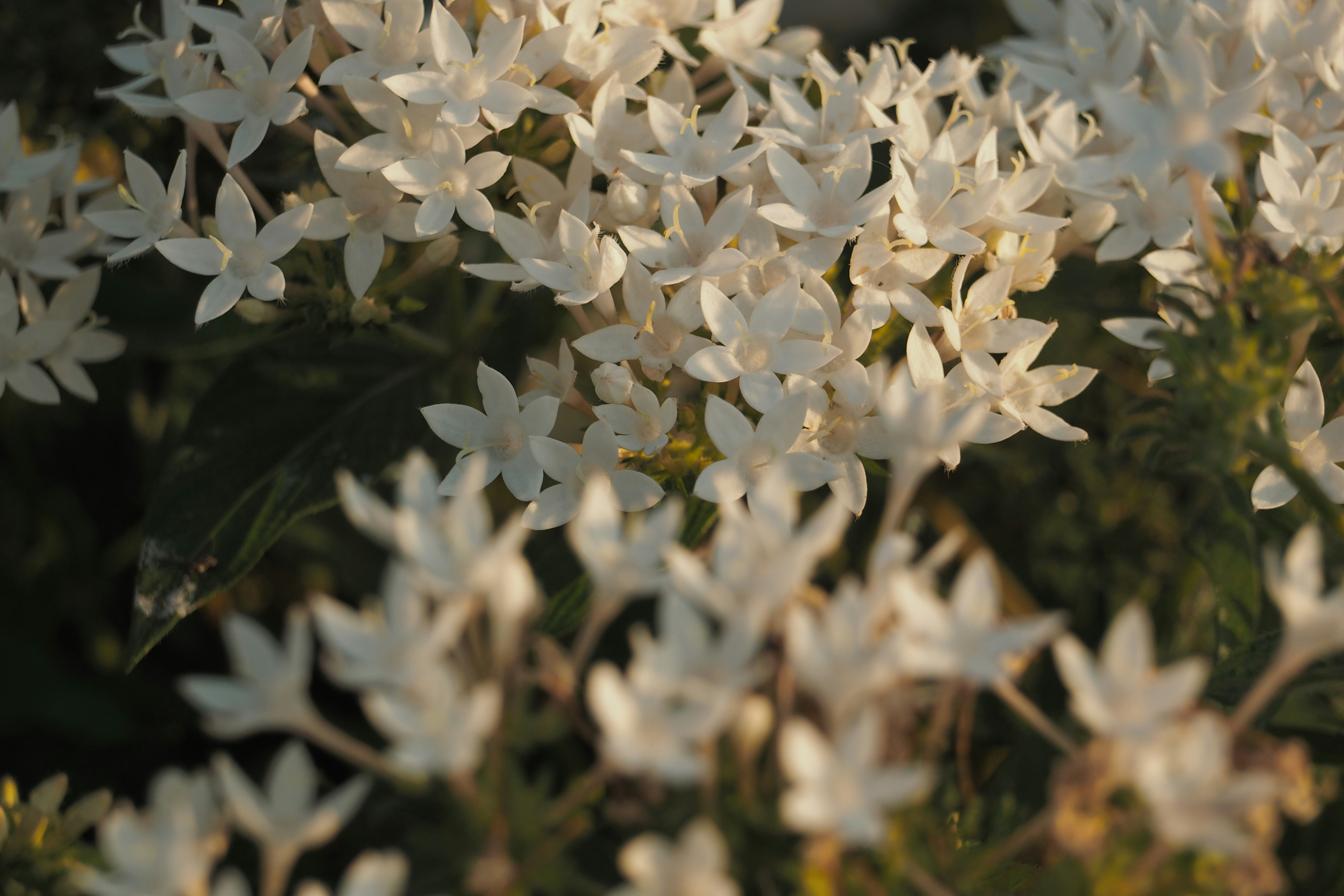 White Floral Cascade in Sunlit Fragrance