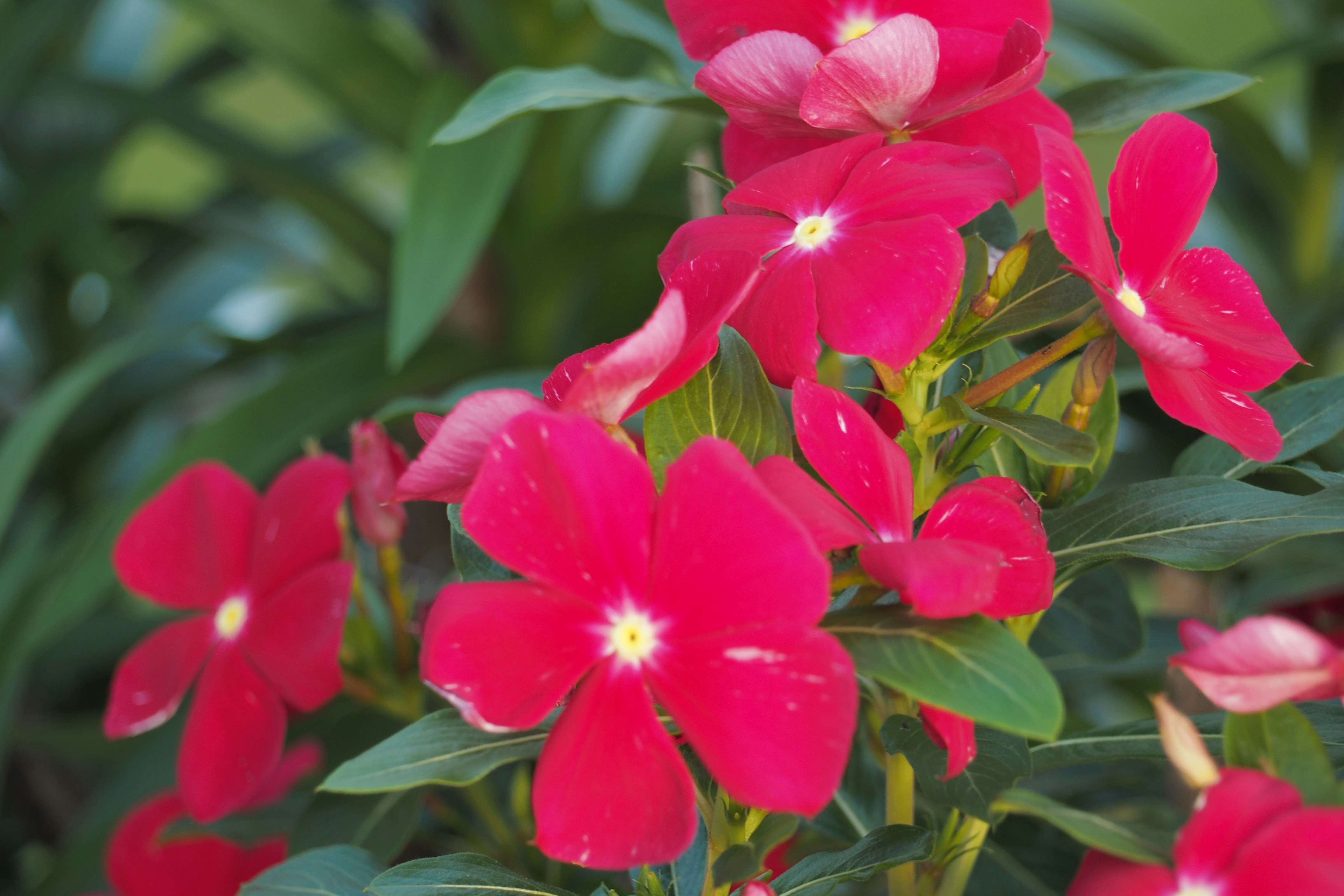 Crimson Bloom Cluster: A Burst of Petal Power