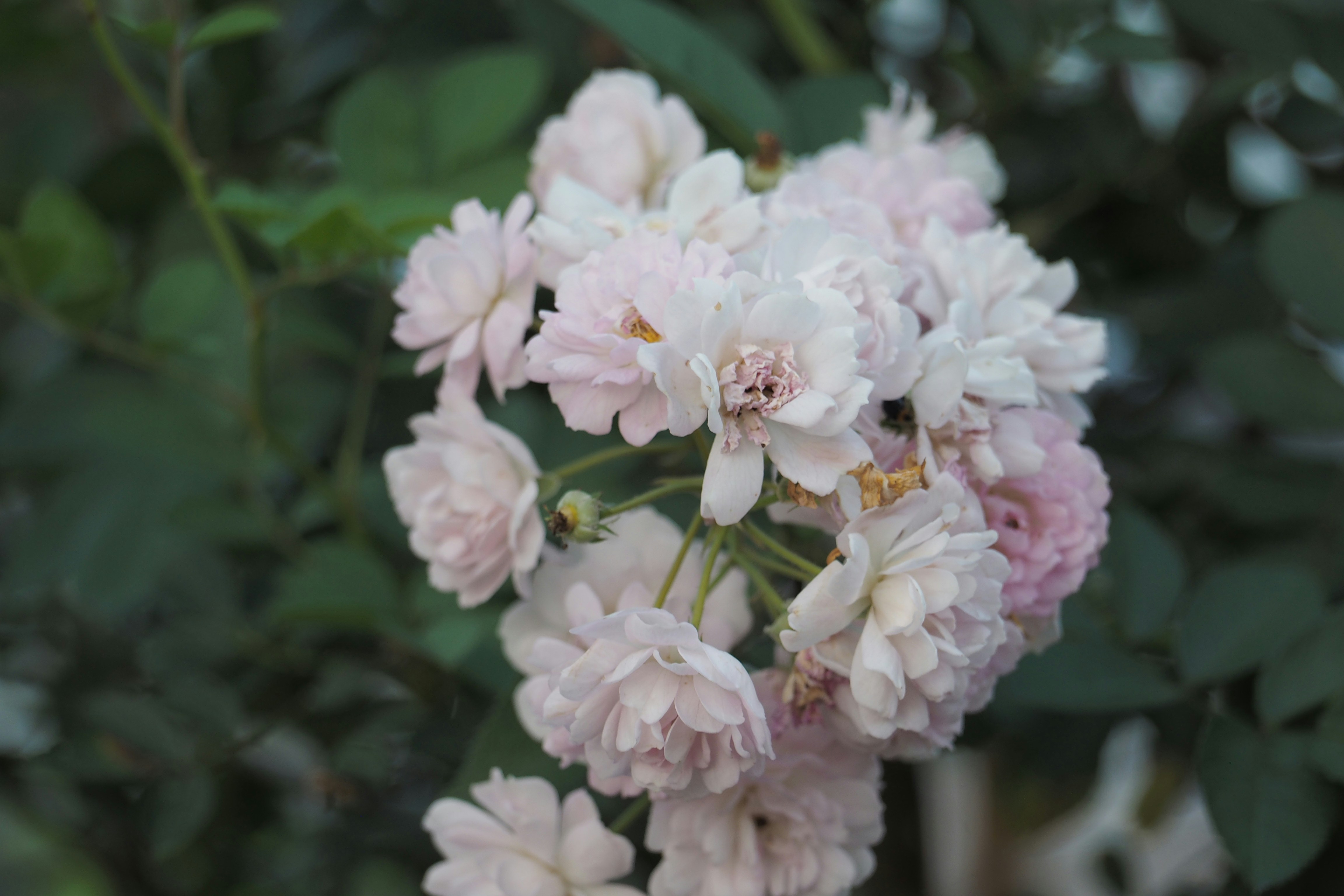 Soft Pink Cluster: Delicate Roses in Quiet Garden Light