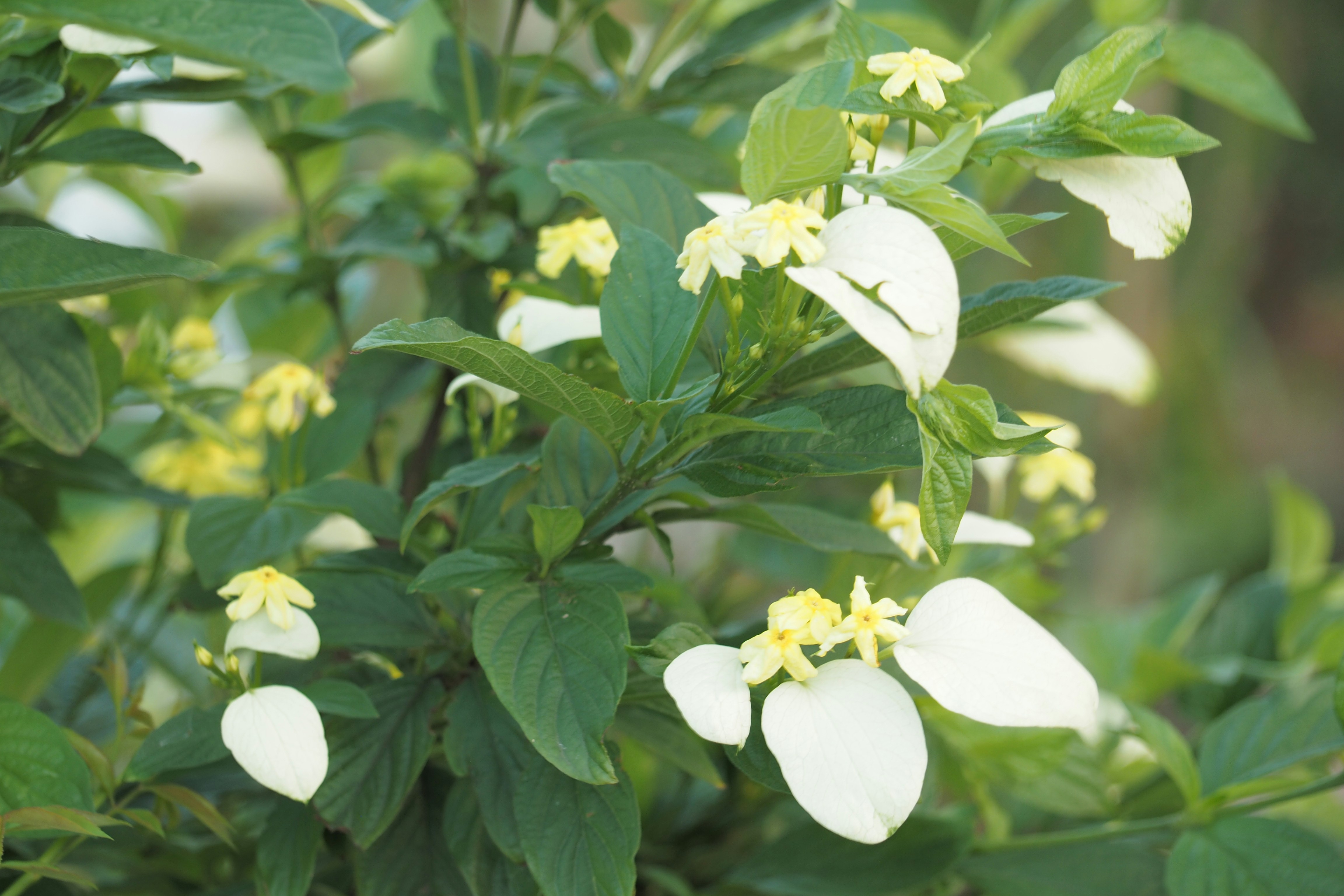 Soft Sunlit Shrub with Pale Yellow Blooms and White Petals