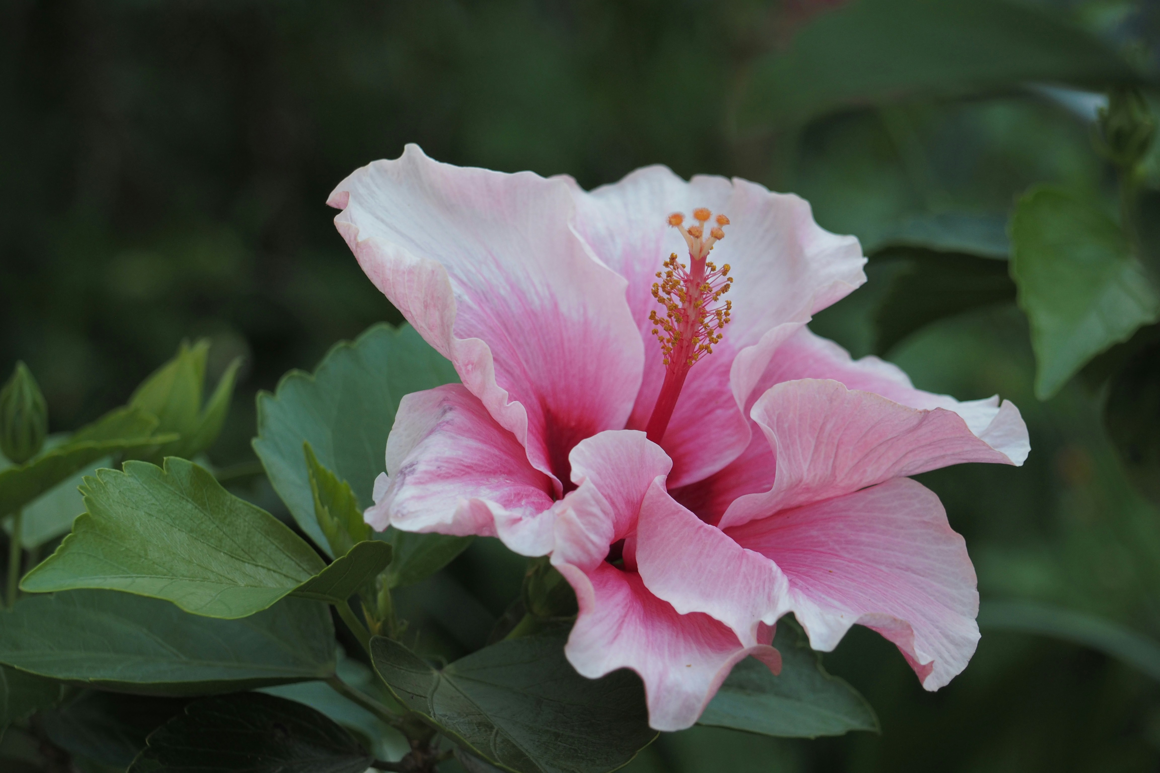Pink Hibiscus Bloom with Soft Backdrop of Green Leaves