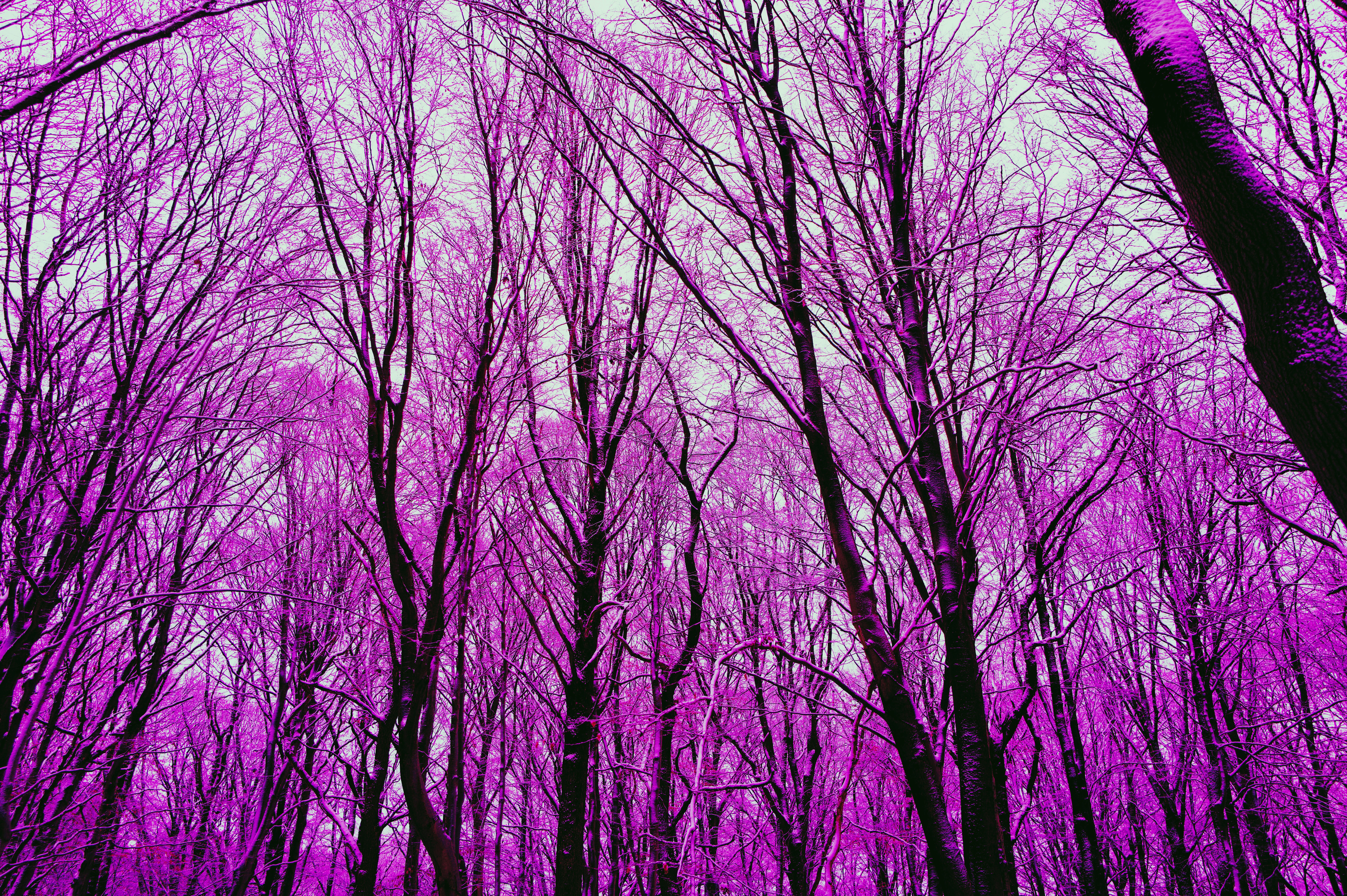 Purple Pines: A surreal canopy of magenta tendrils