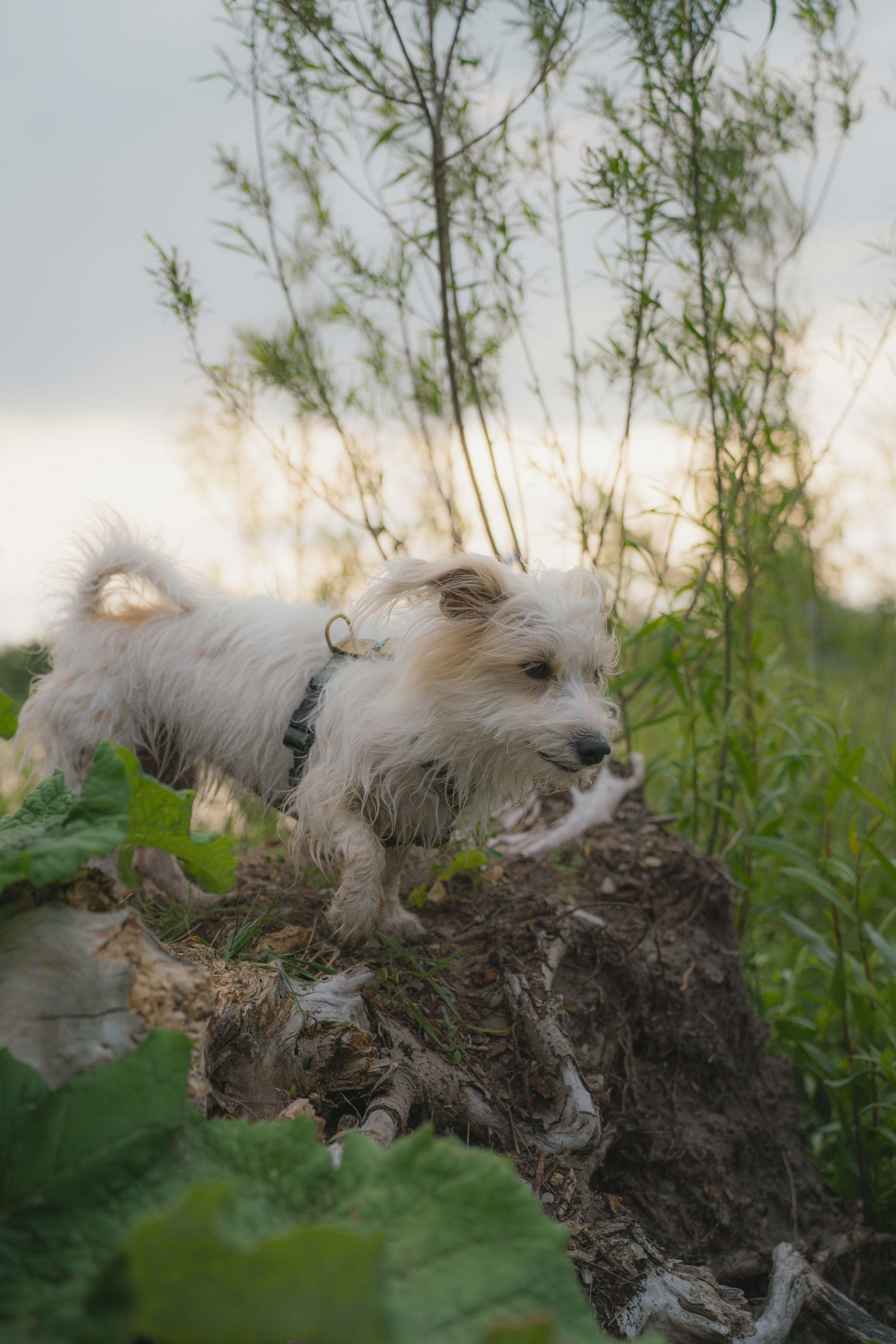 Dawn Patrol: Pebble Duskle with a Wagging Trail