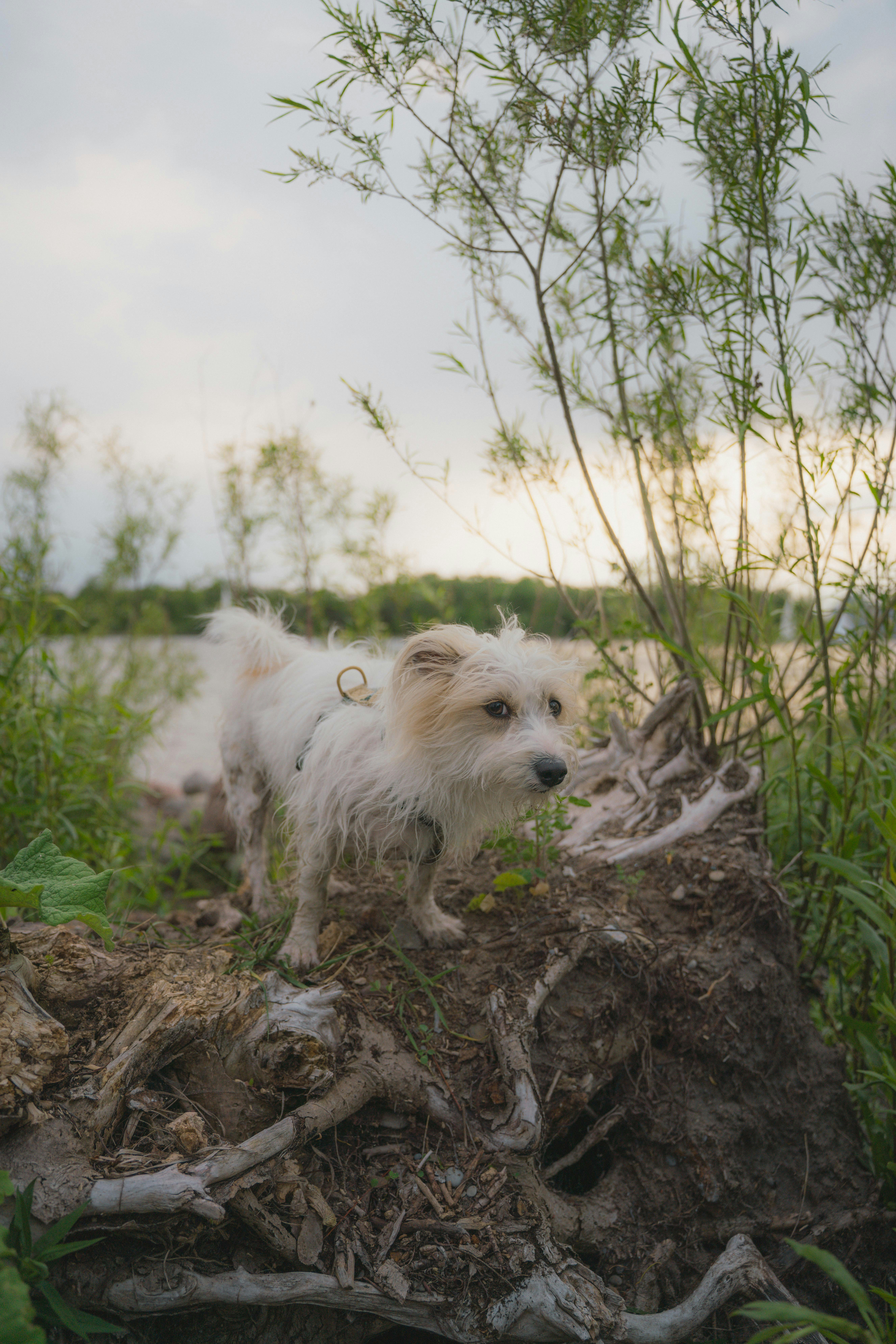 A Curious Wanderer Among Driftwood: Quiet Roots and Soft Fur