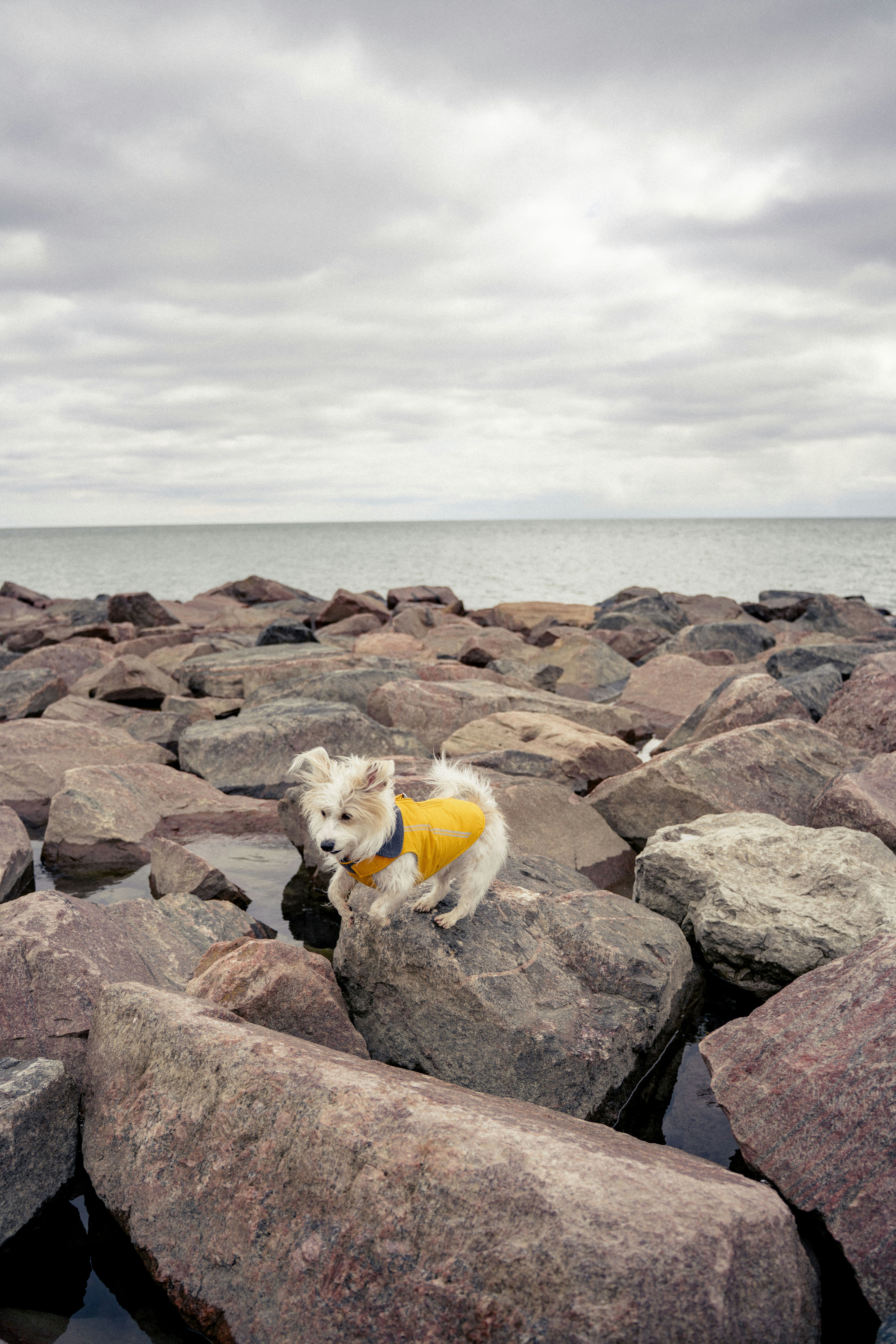 Brightly dressed Pup Navigates a Rocky Seashore Path