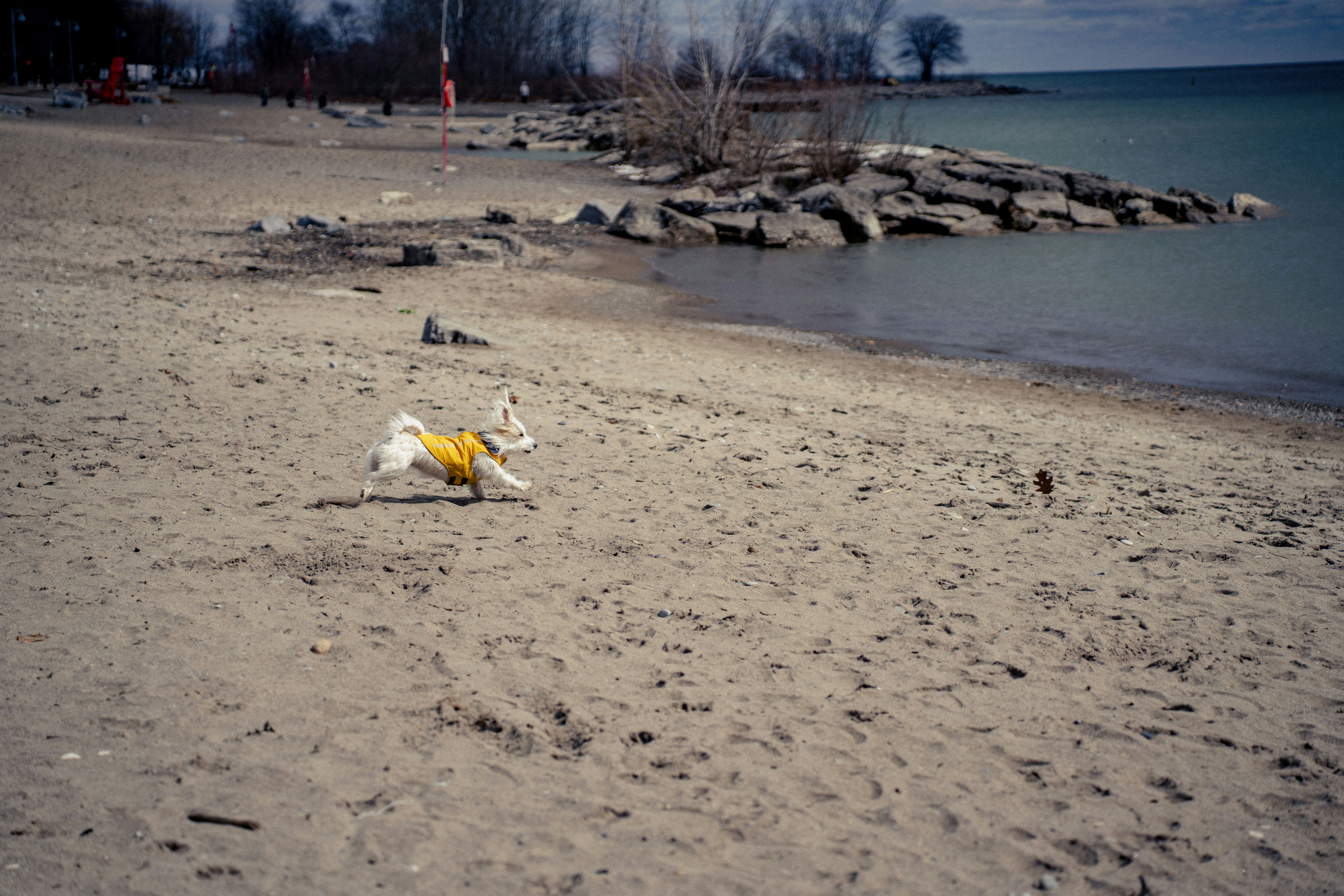 Yellow-Jacketed Dog on Quiet Lakeside Beach