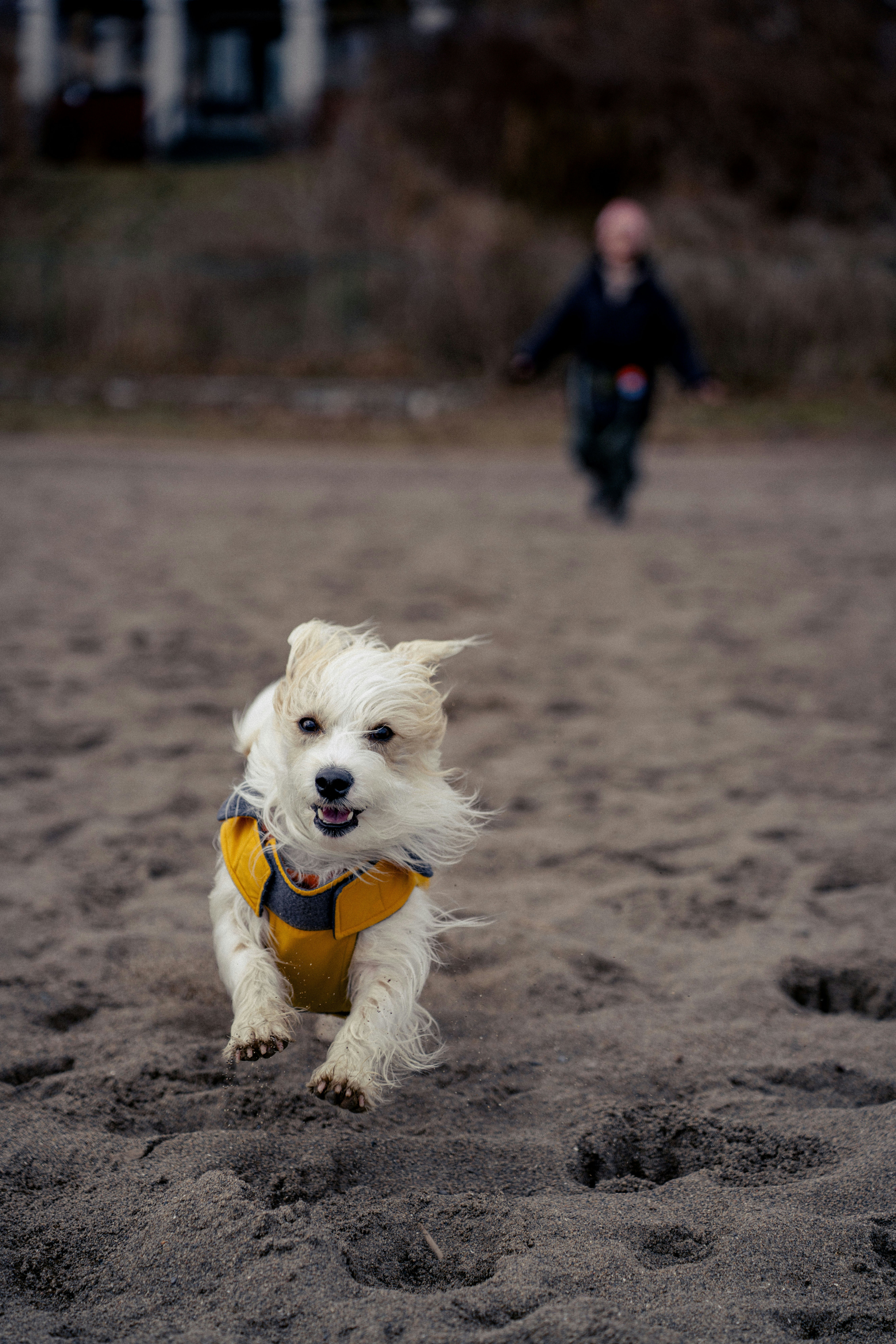 Sprint to the Sand: A Golden Moment with a Playful Pup