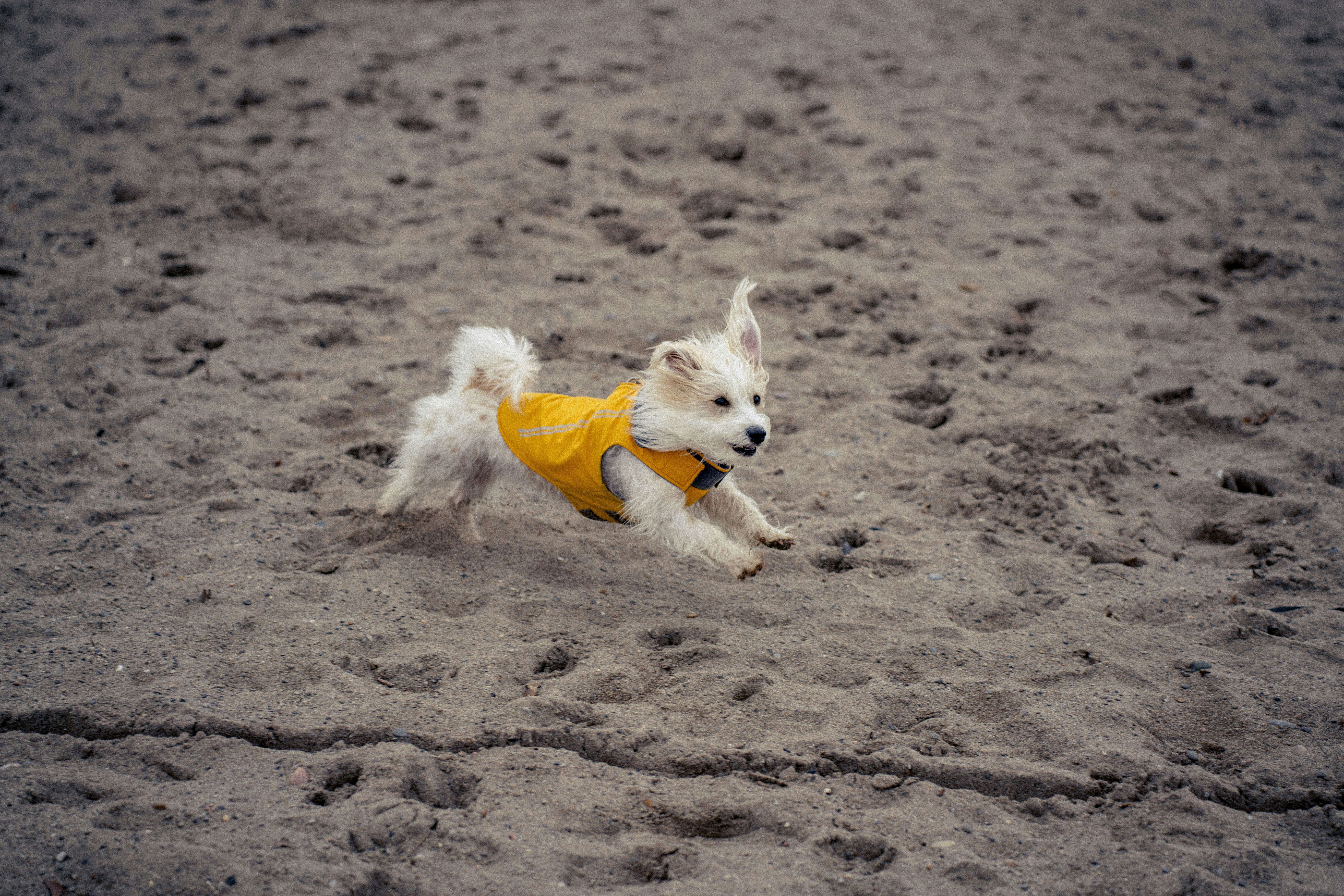 Energetic Fuzz: A Small Runner in a Bright Jacket on Sandy Ground