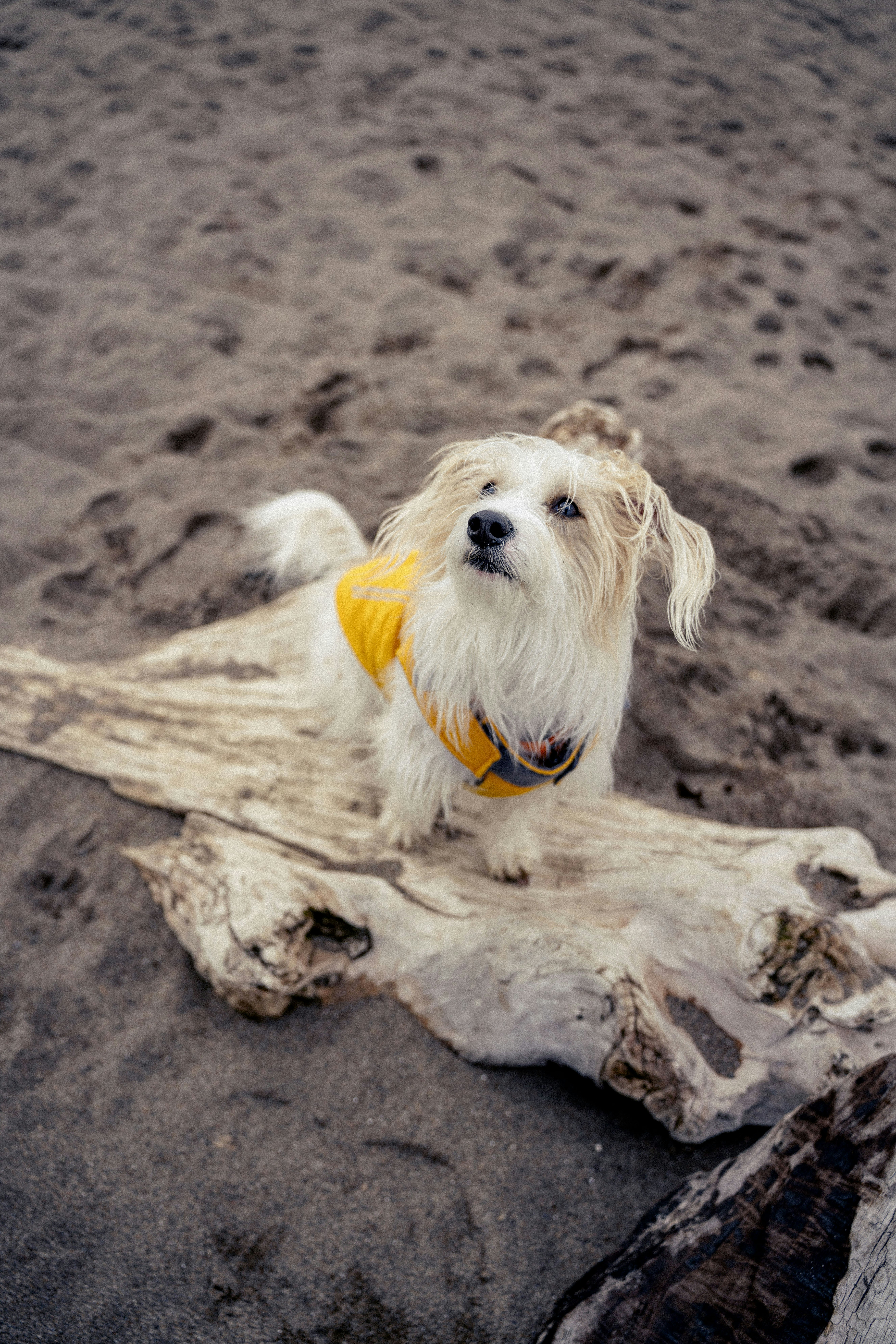 Golden Wanderer on Driftwood: A Beachy Portrait