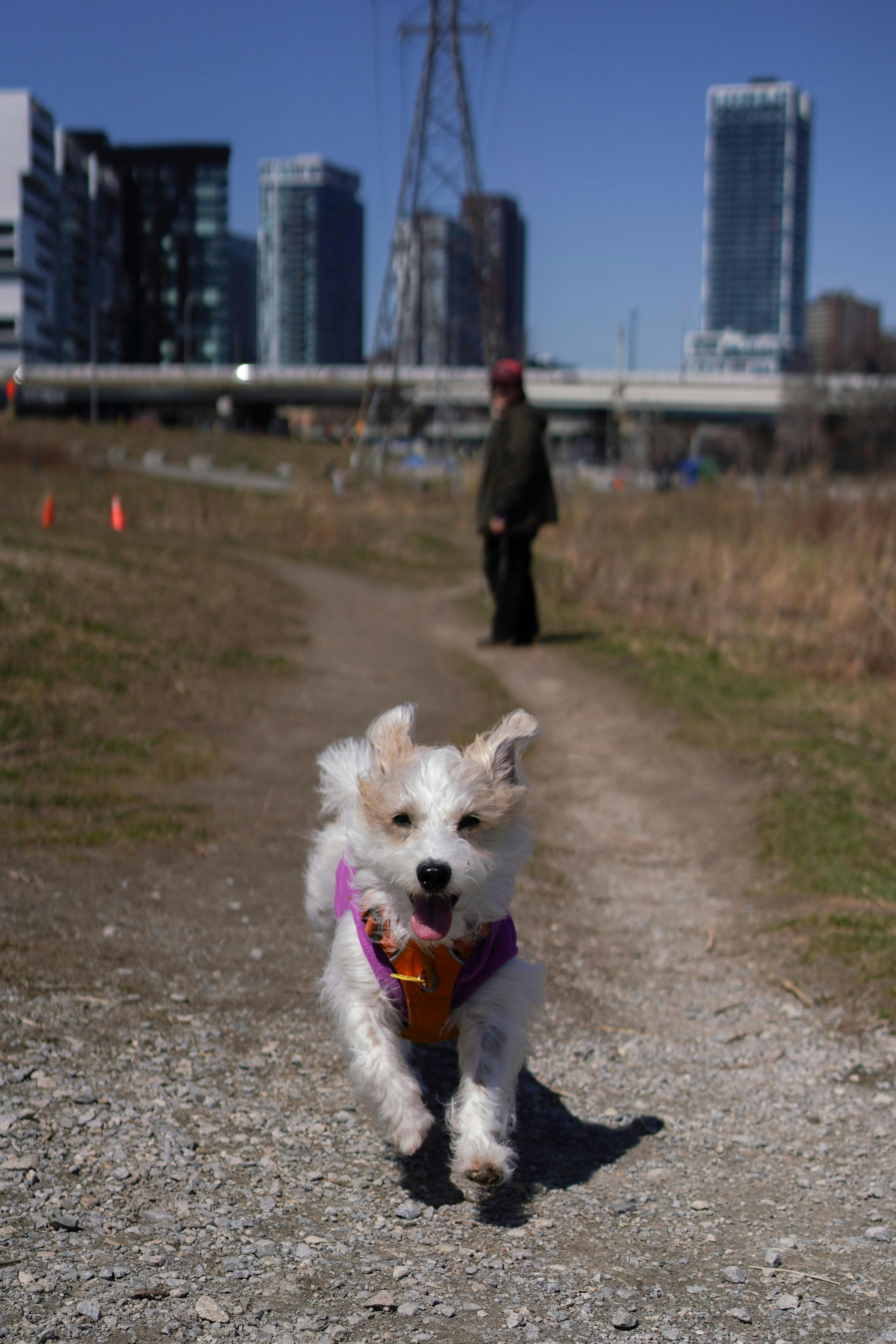 Springing Pup: A White Terrier Dashes Along a Gravel Path
