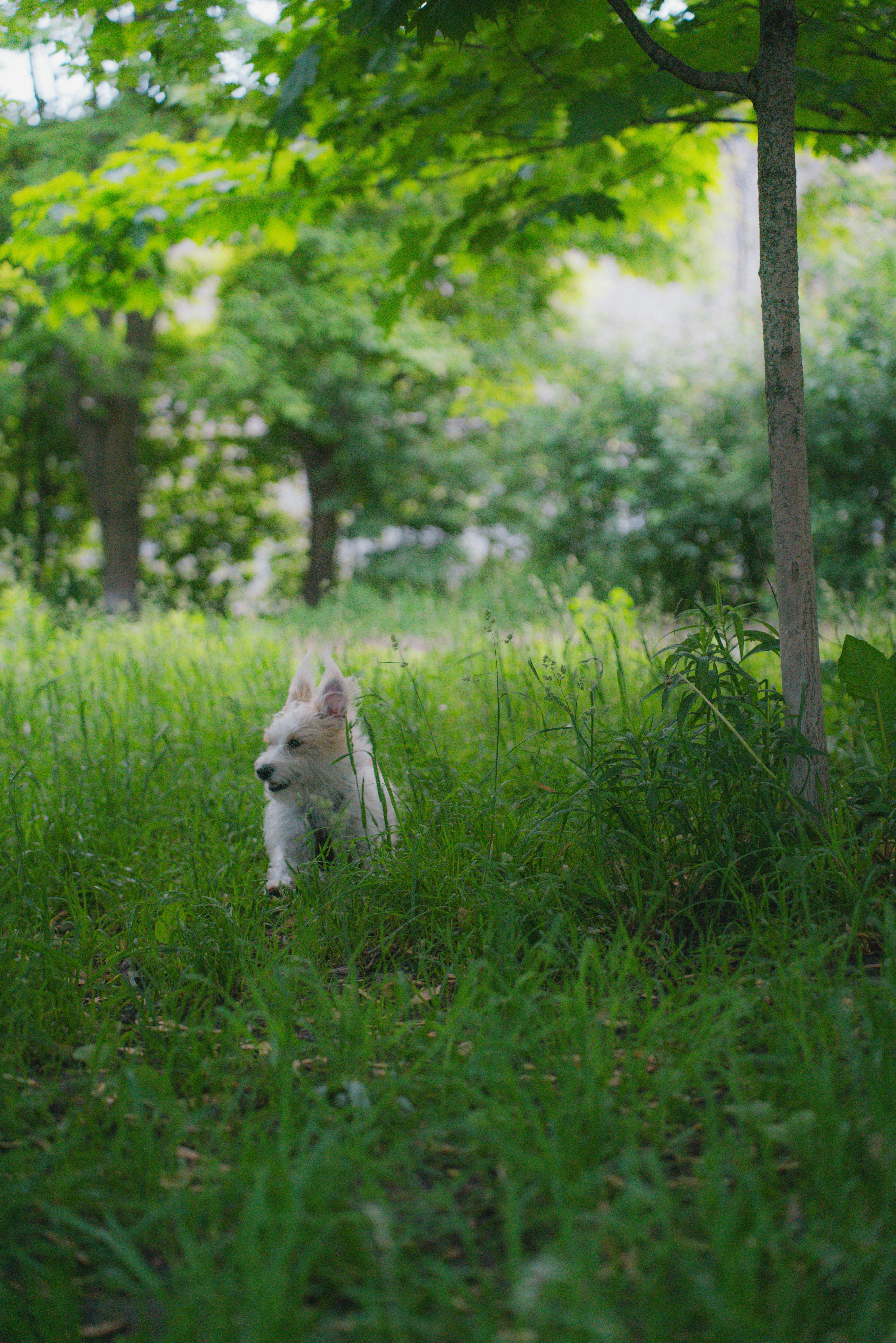 Quiet Glade Sentinel: A Small Dog Amid Tall Grass