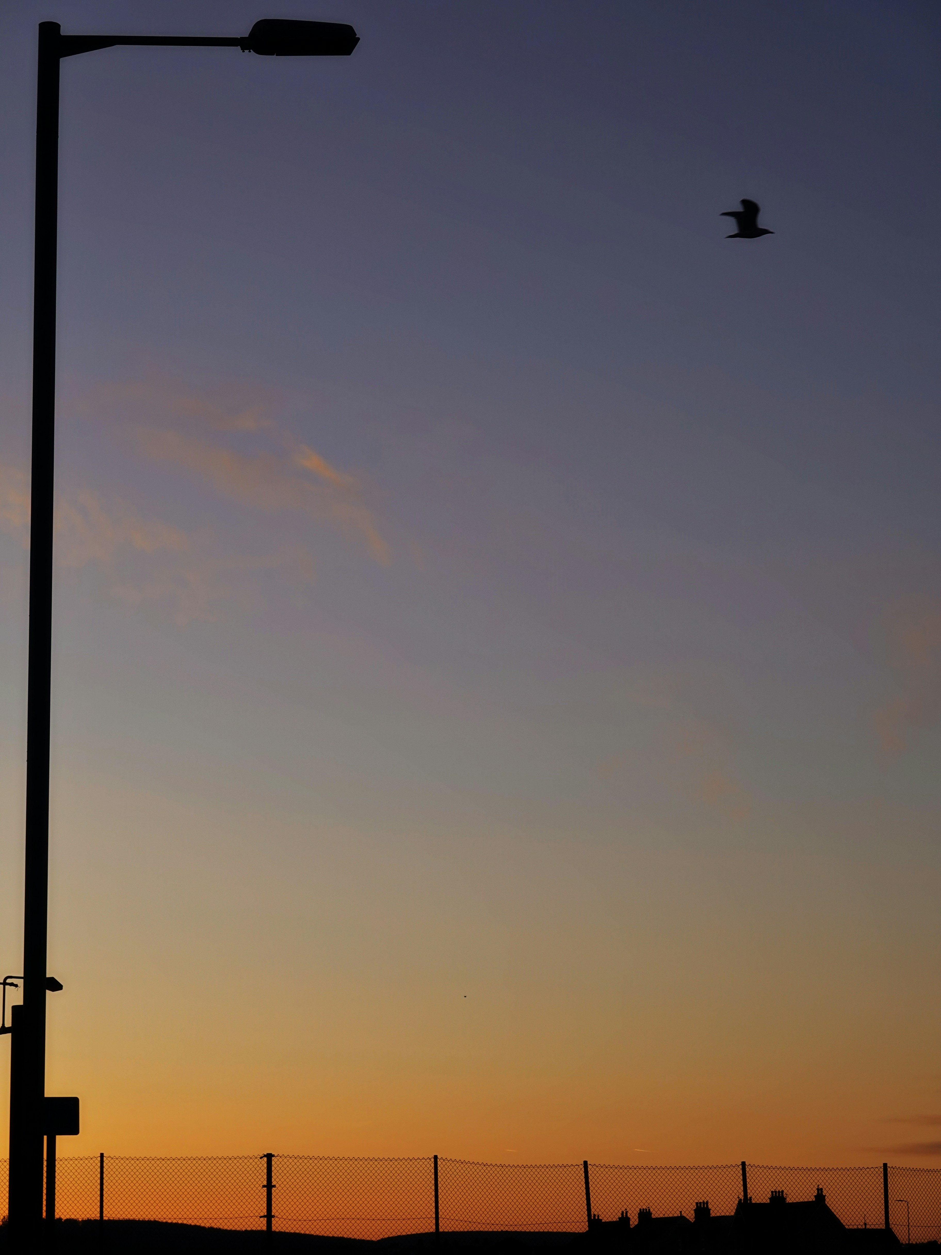 Dusk Over the Fence: A lone bird in a quiet horizon