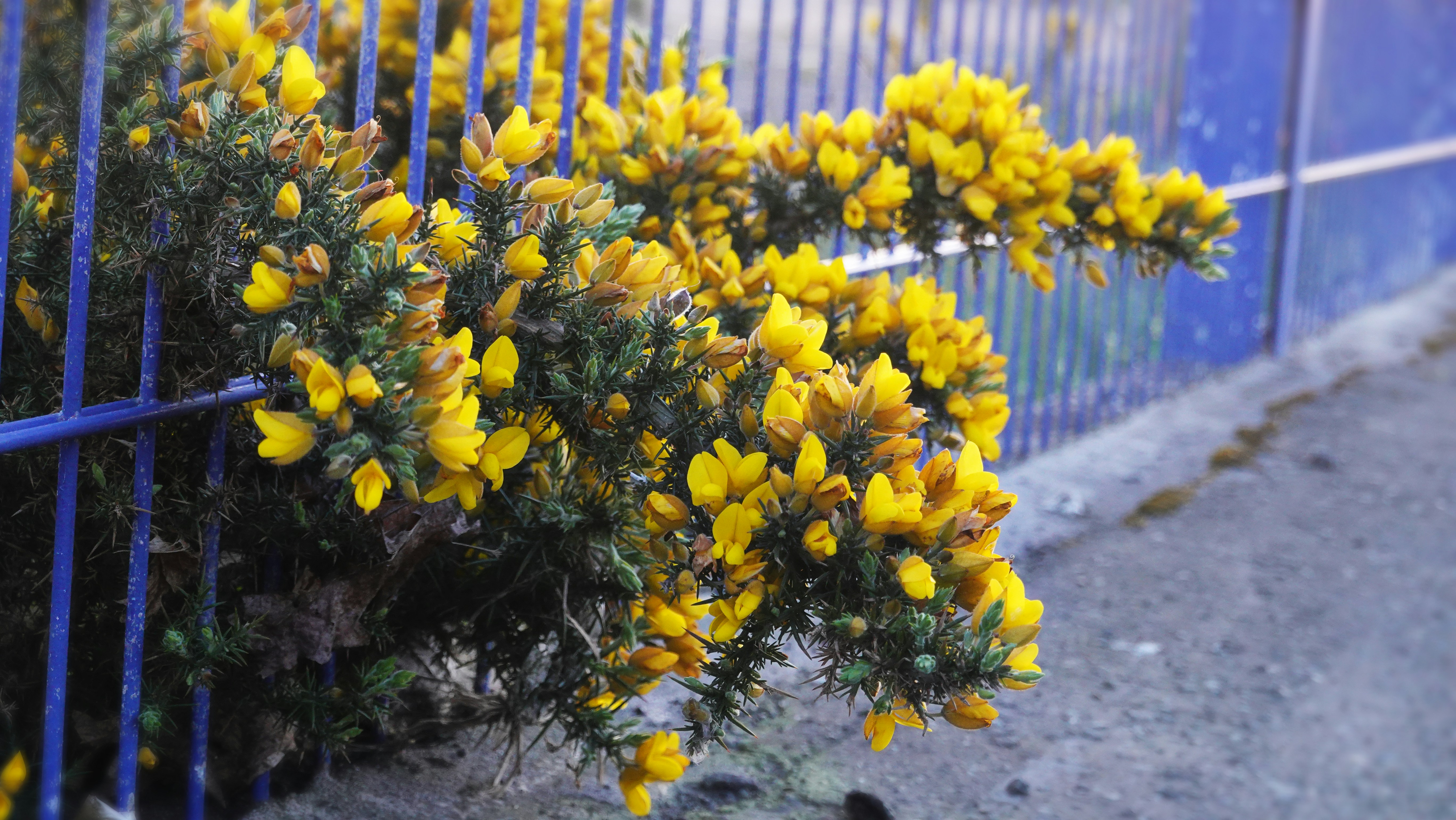 Yellow blooms Pushing Through a Blue Barrier