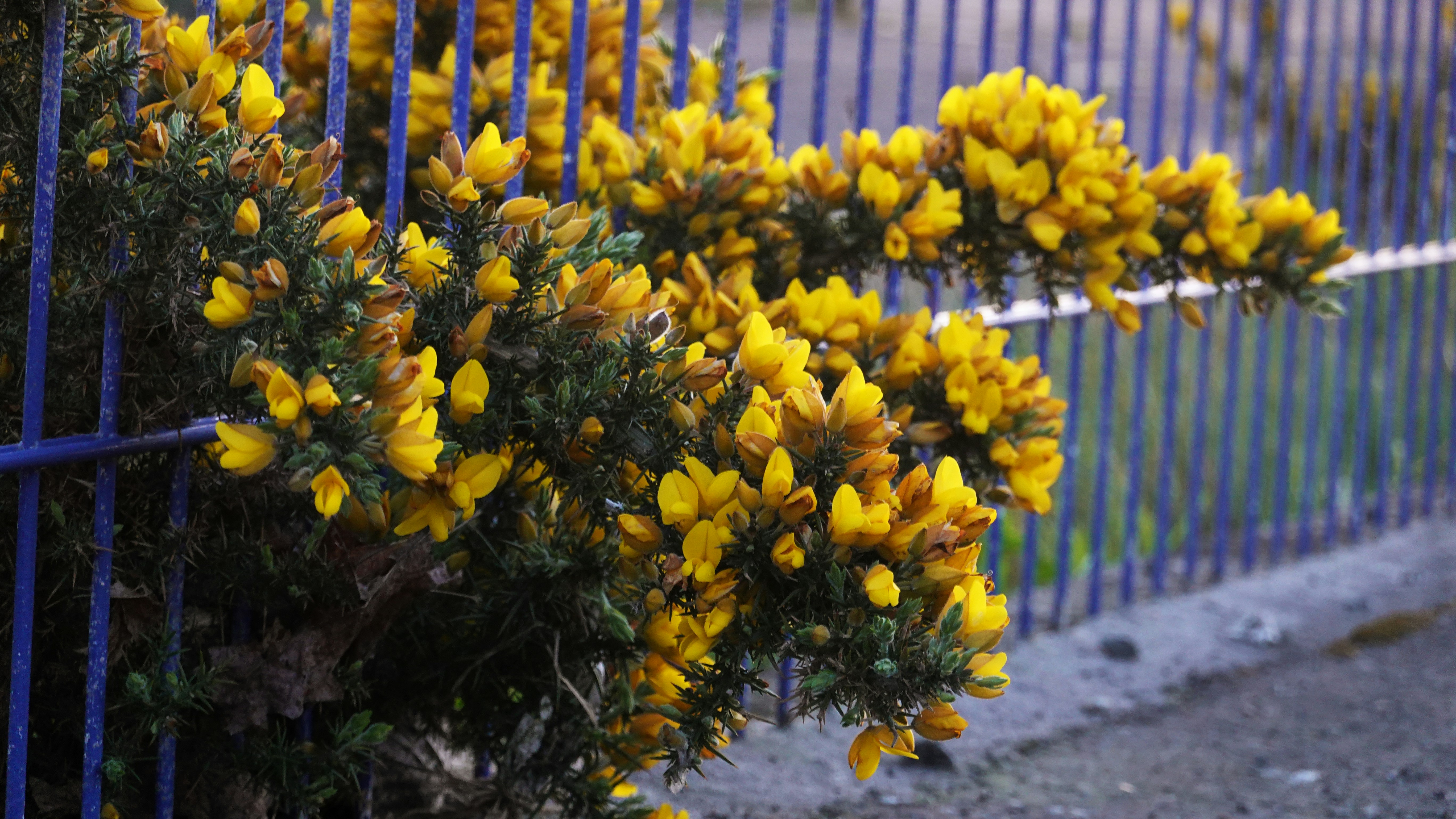 Golden blooms along a cobalt fence