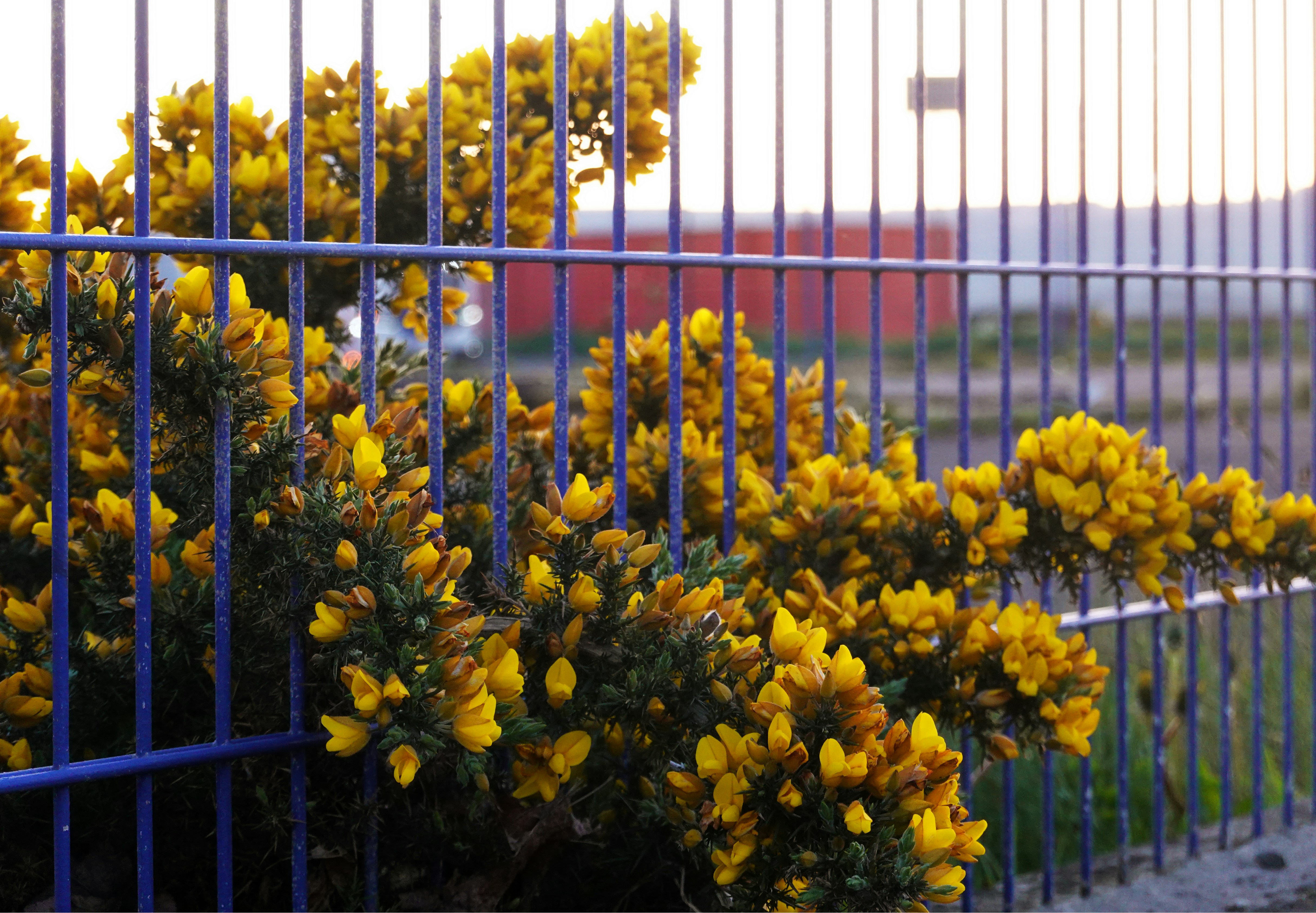 Sunlit yellow blooms behind a blue fence