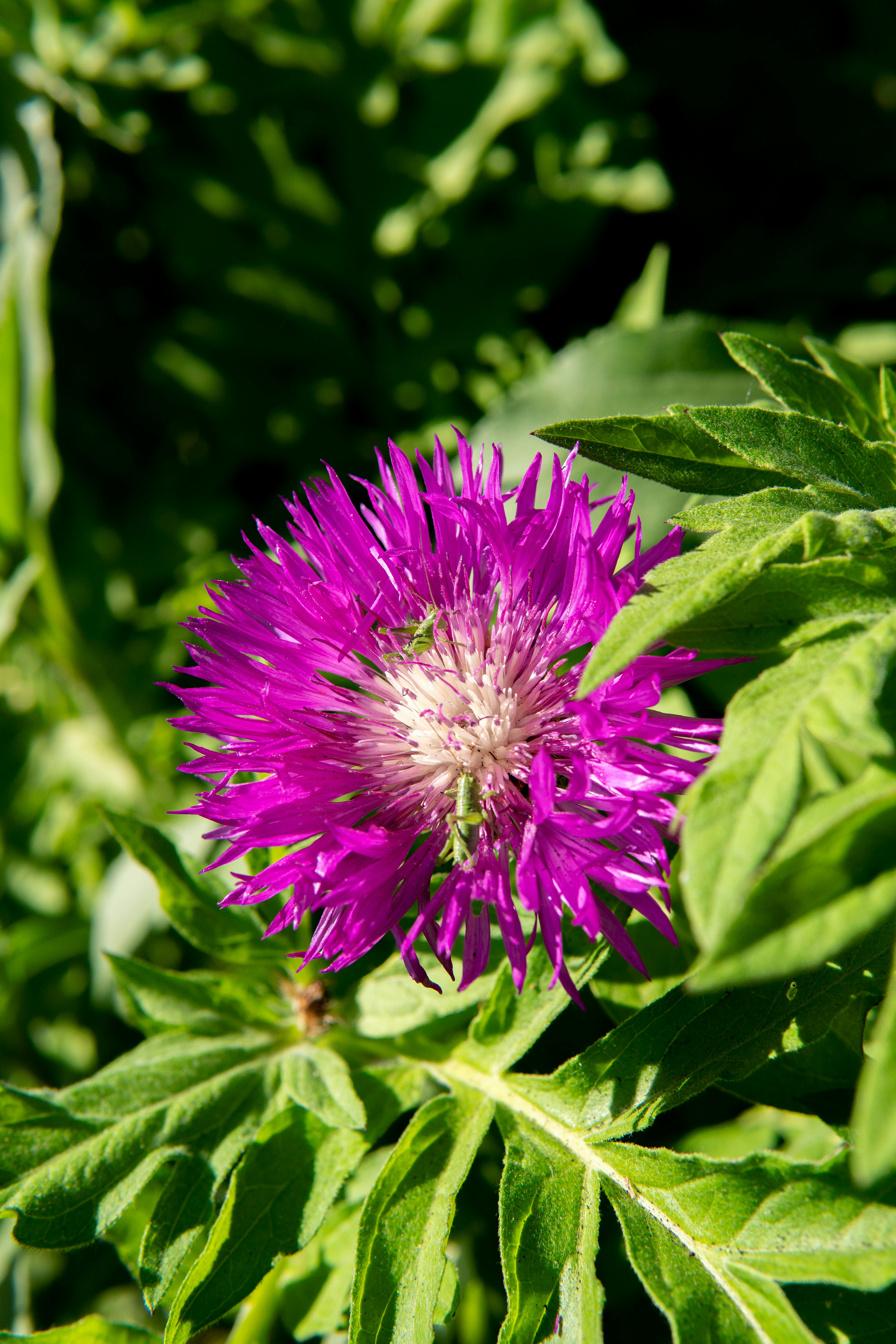 Magenta Globe: A Close-Up of a Sharply Fringed Flower