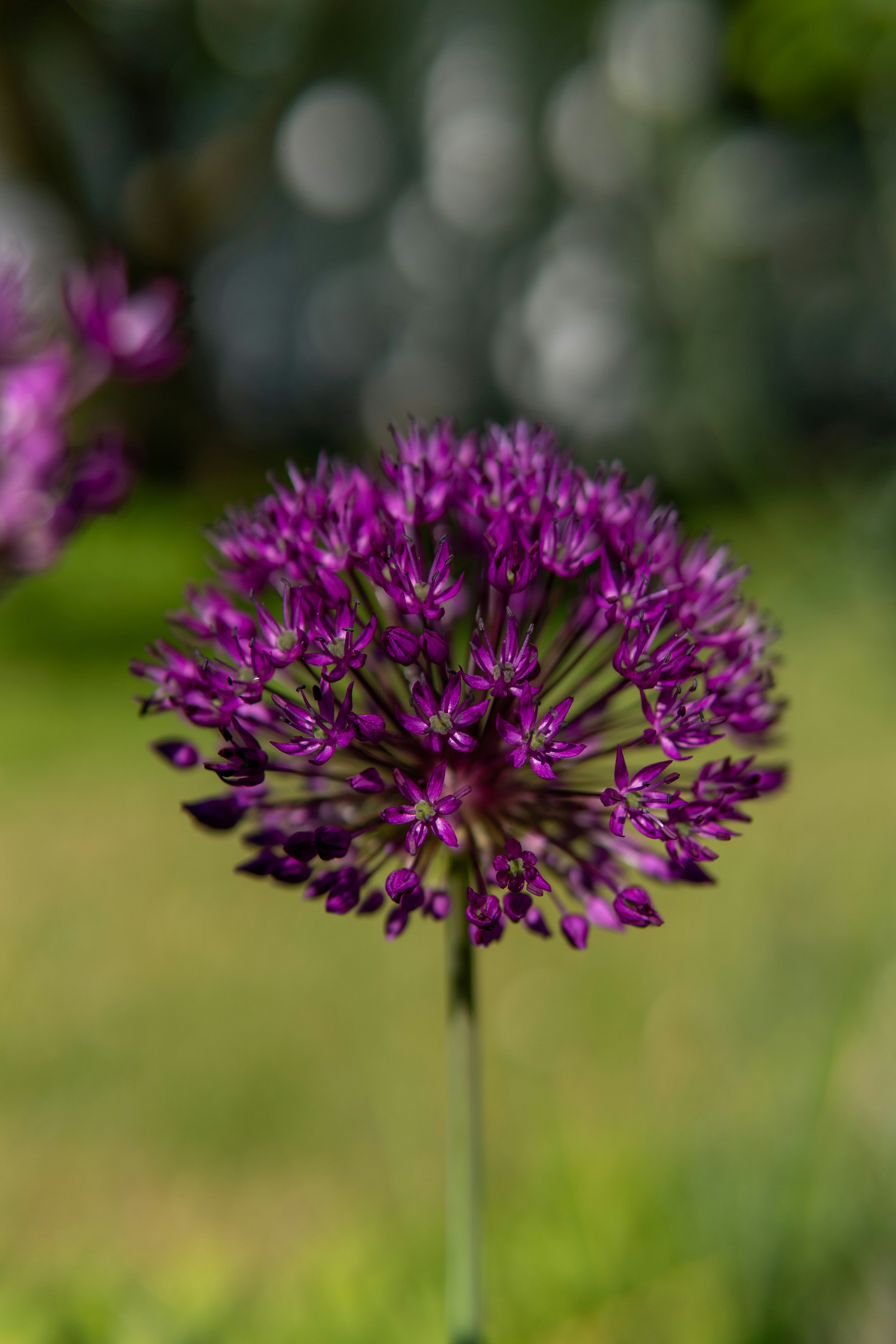 Purple Allium in Sharp Focus Against Blurred Garden Backdrop